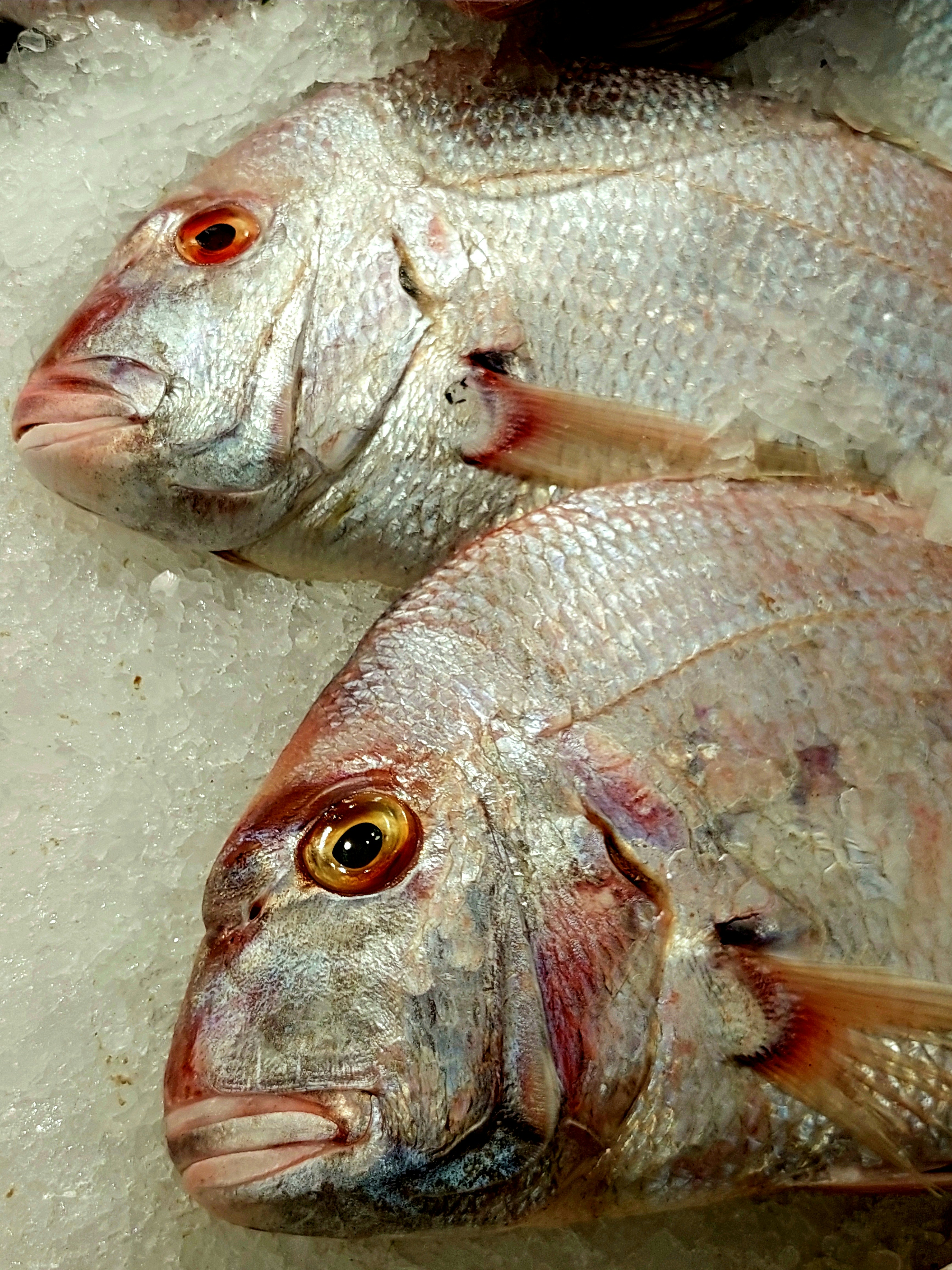 Two fresh fish resting on ice
