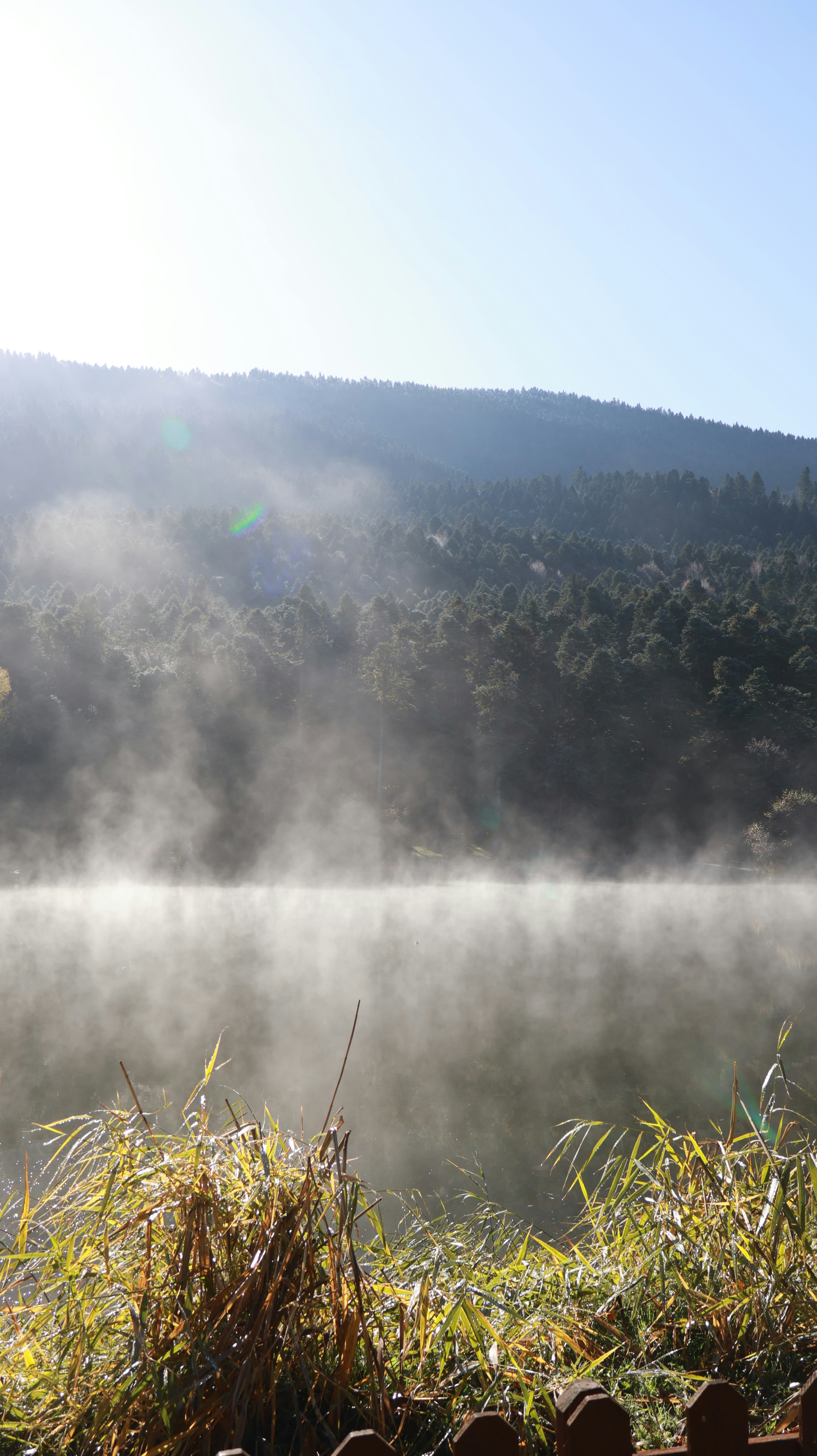 Mist over the Lake: Morning Light Escapes Through the Pines