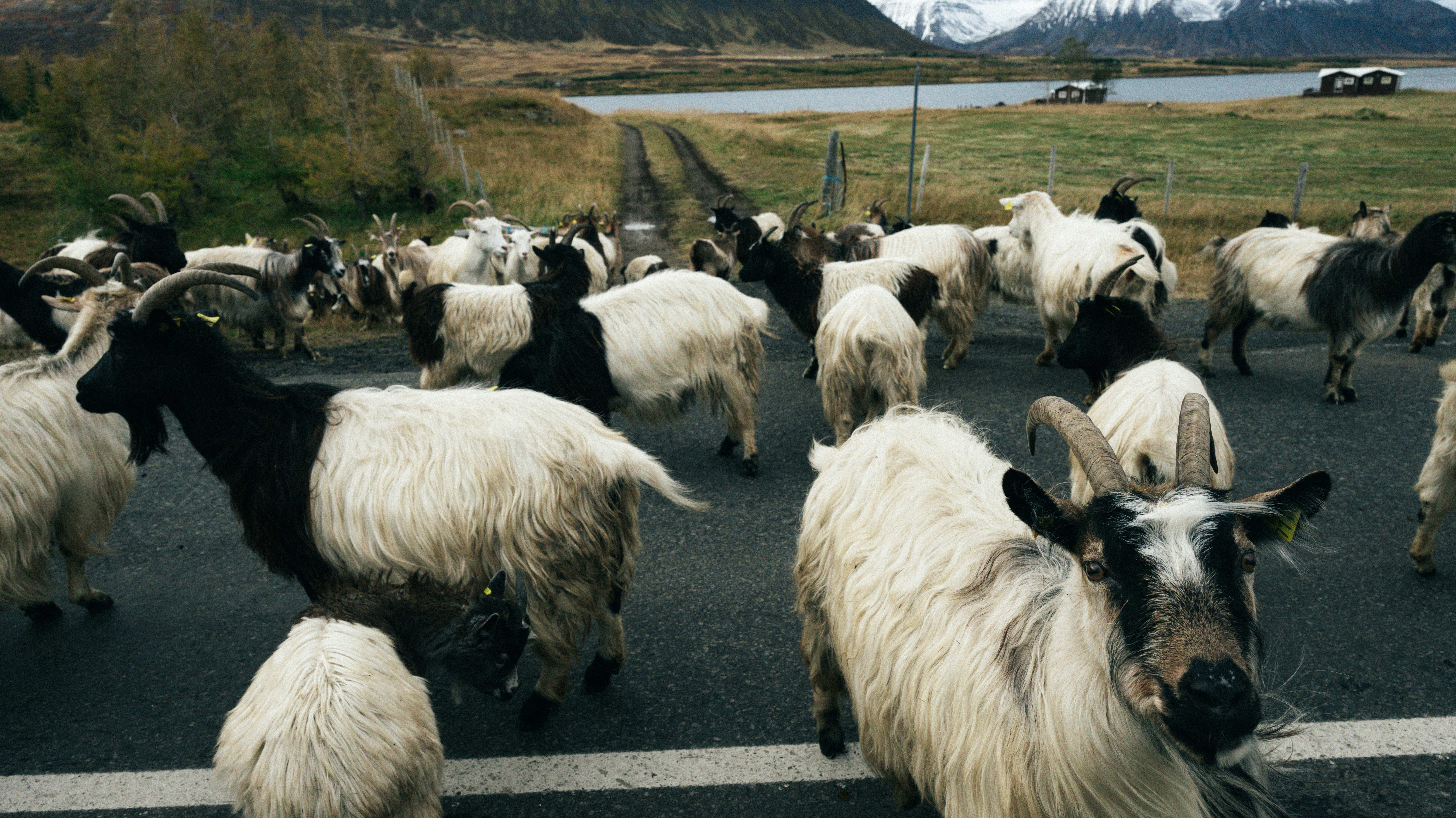 Herd Crossing under a Misty Icelandic Landscape
