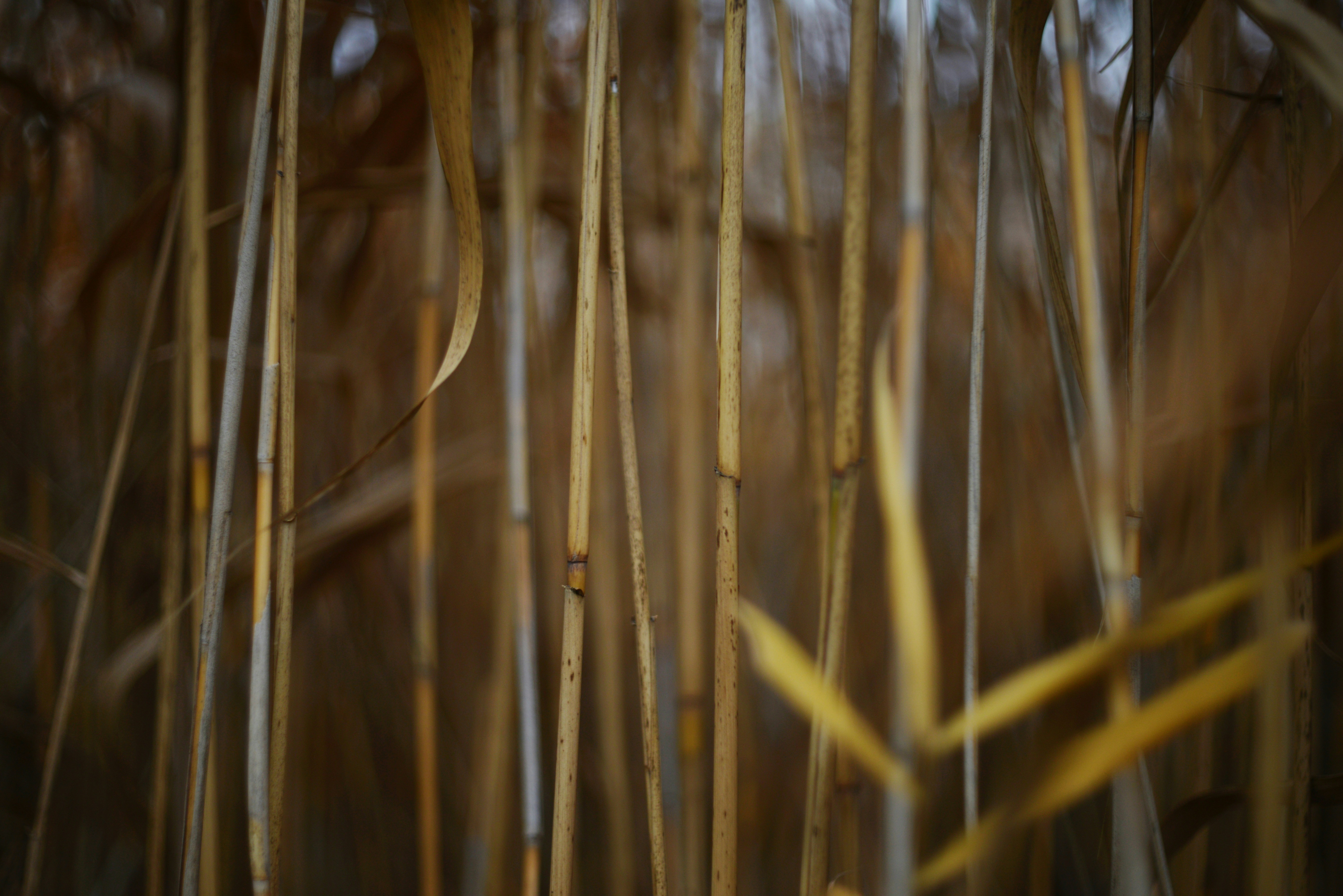 Photo by Liana S with Nikon D600