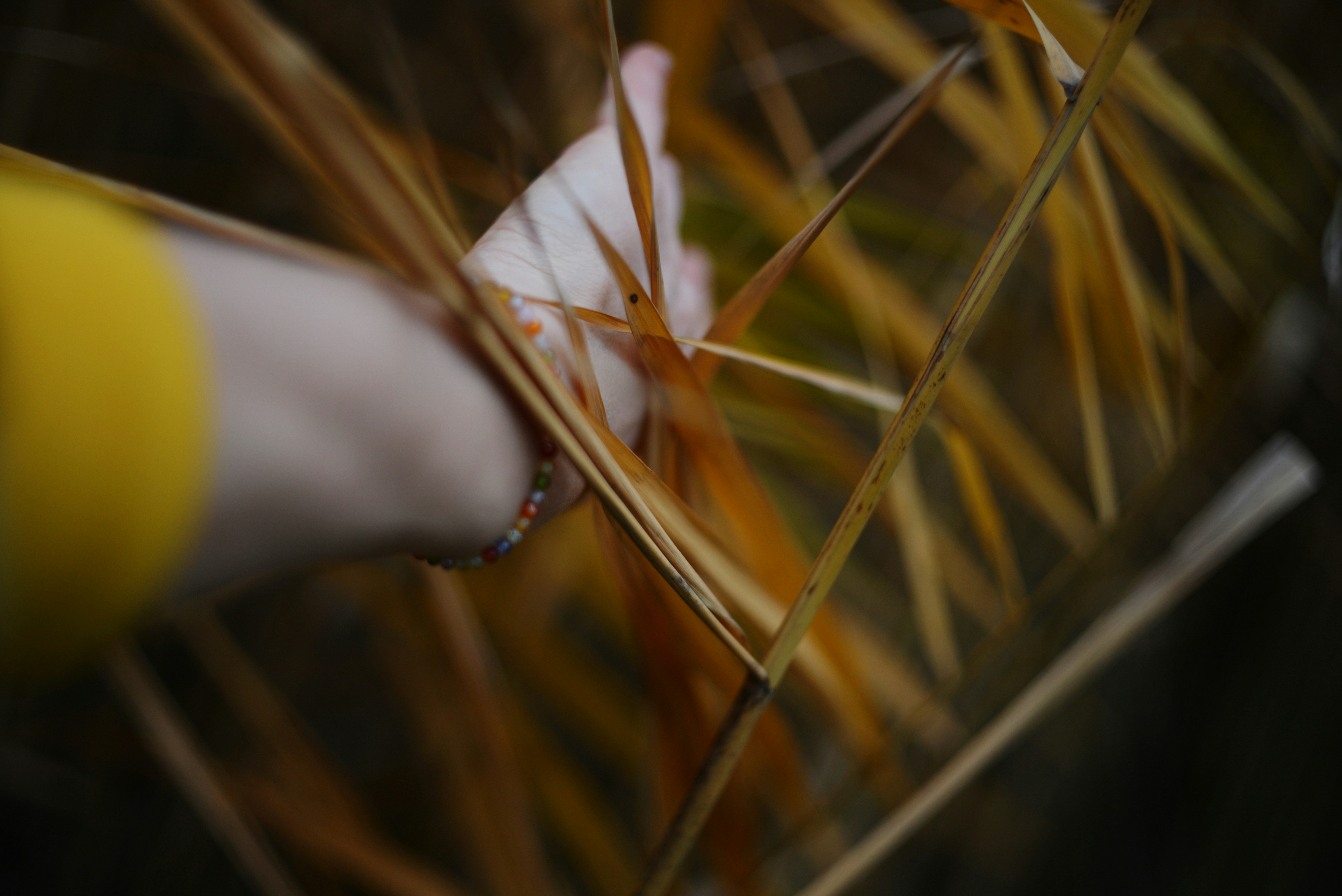 Finger and Yellow Bracelet Hover Over Tangle of Golden Grass