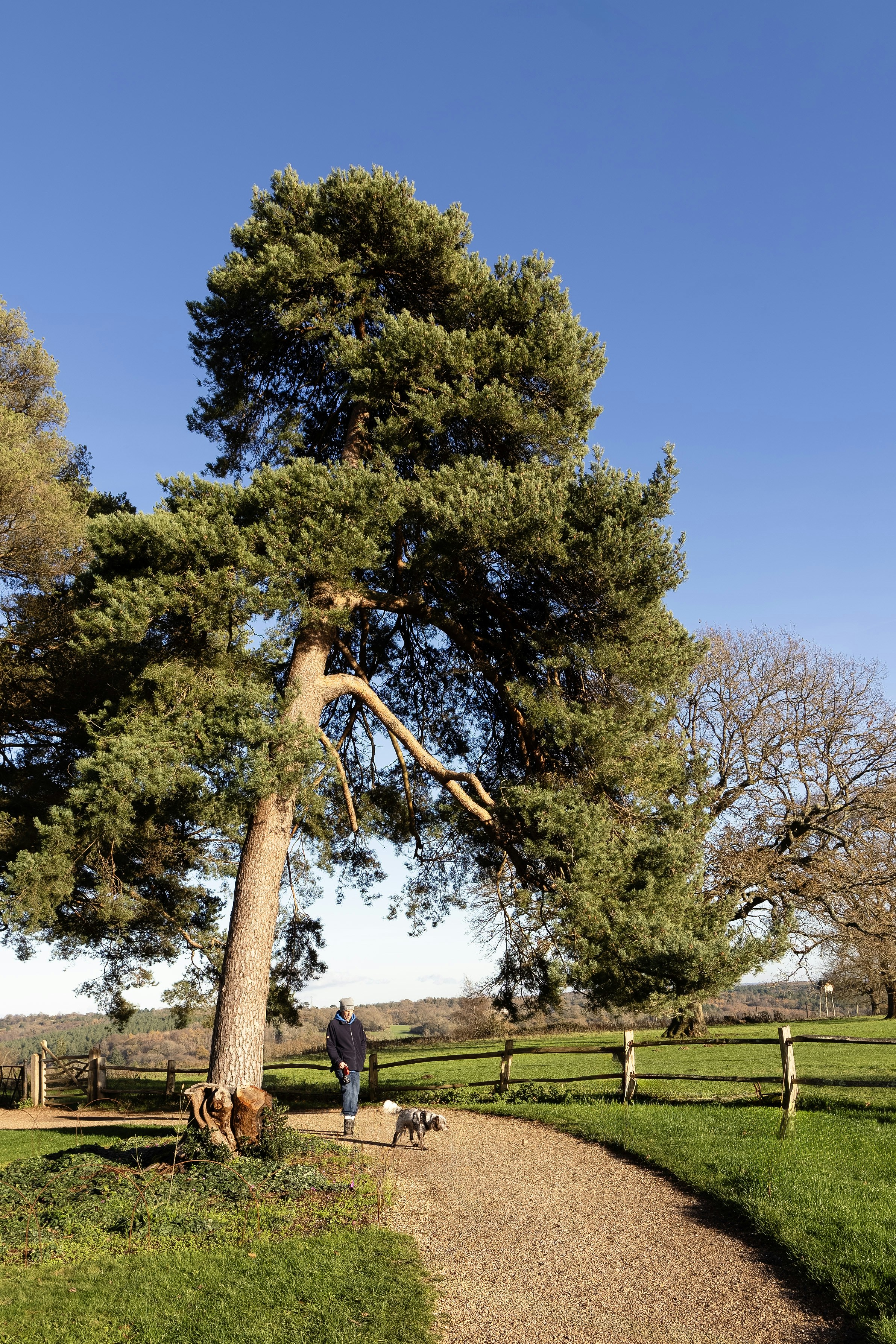 A winter dog walk in the south of England