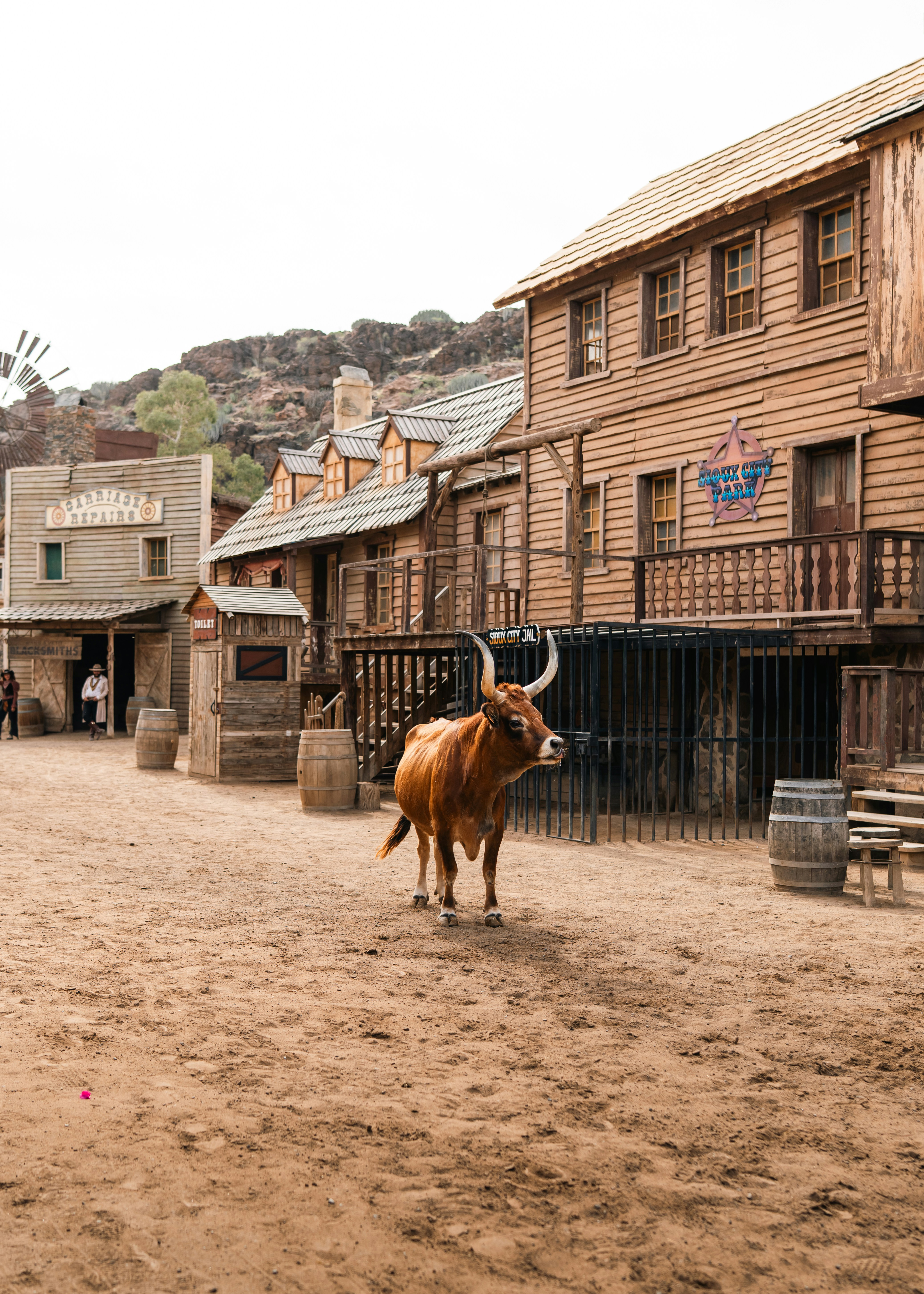 Center Stage Cattle in a Desert Frontier Town