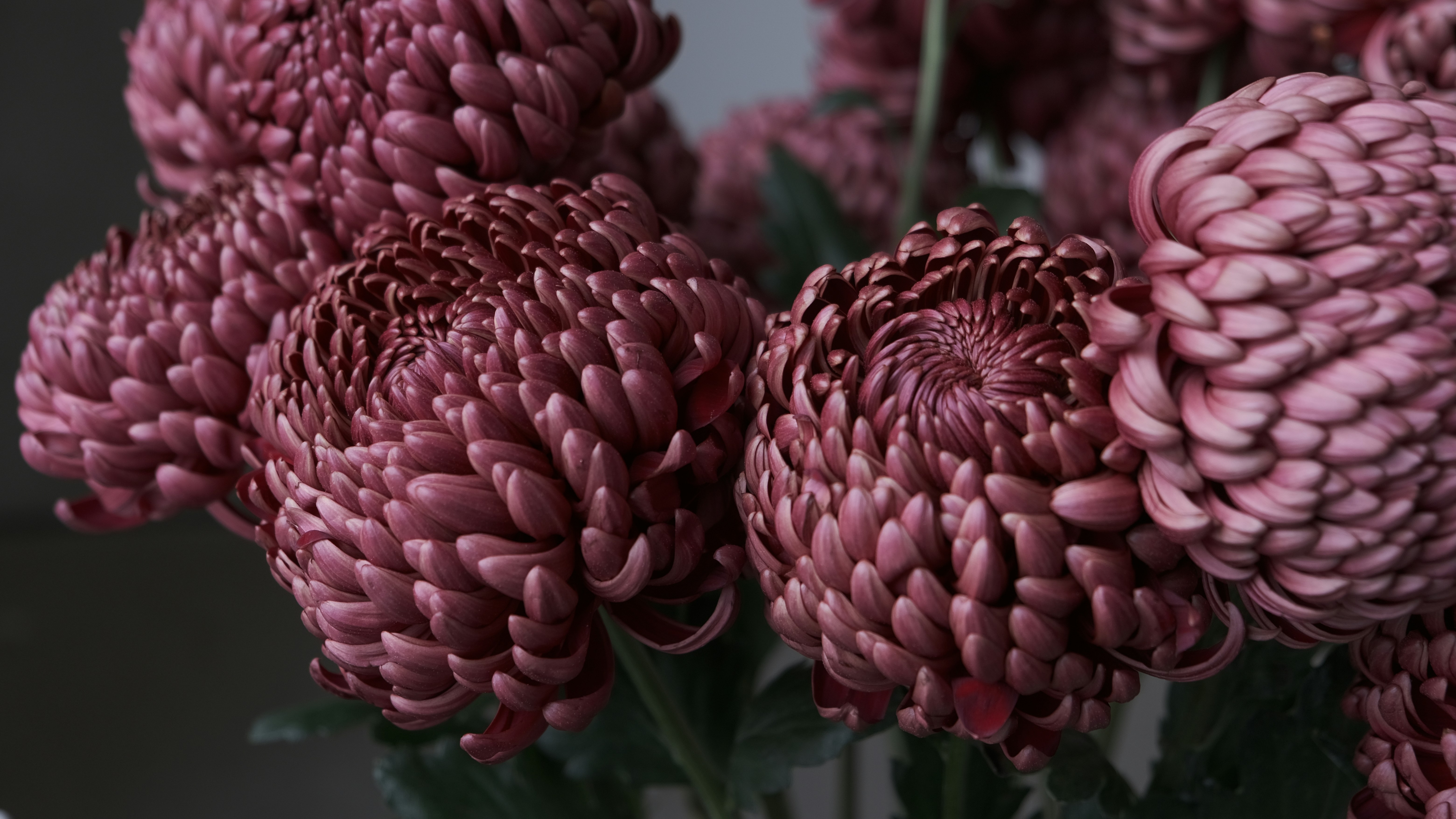 Crimson Chrysanthemums: A Macro Moment in Velvet Petals