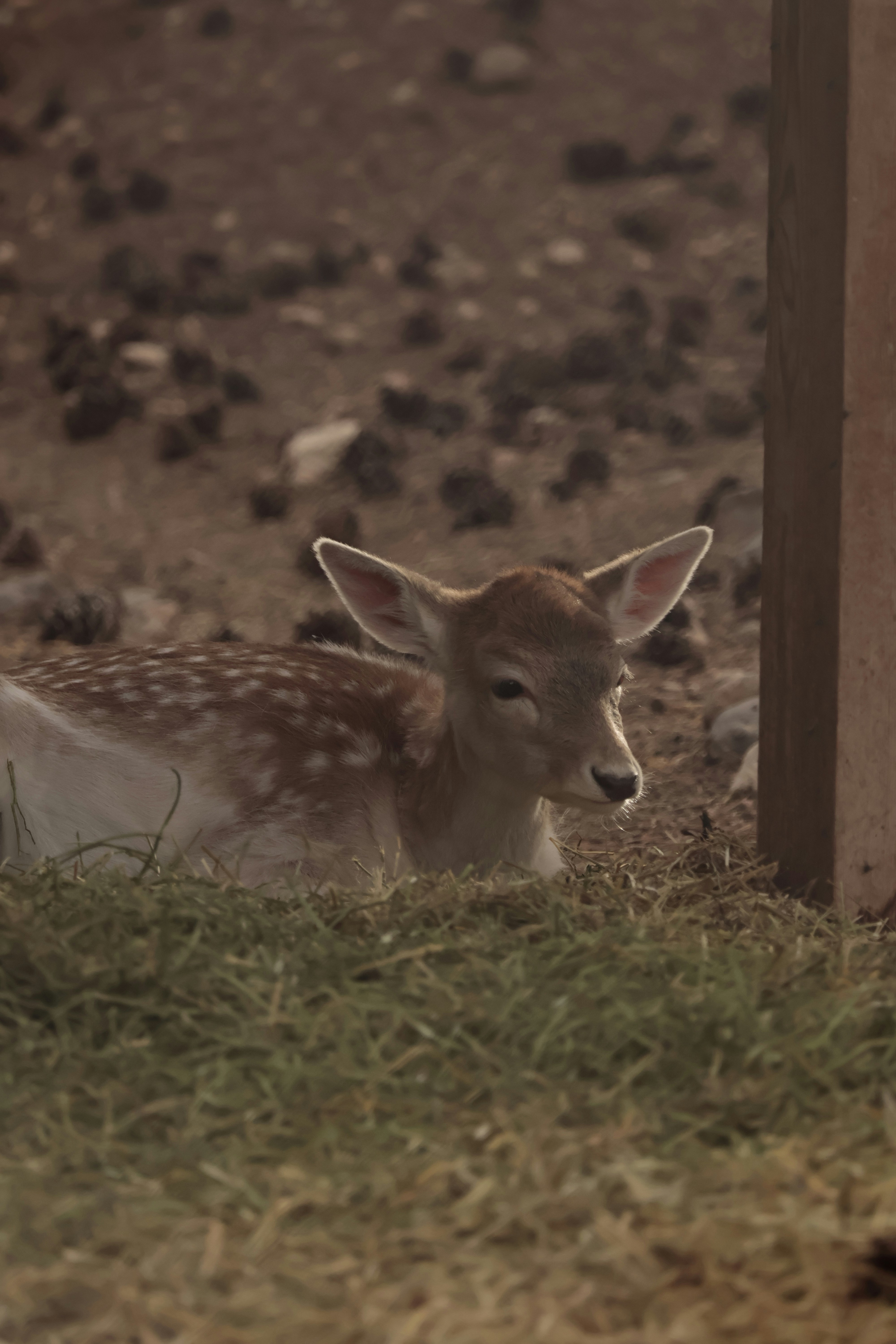 Hidden Fawn at Ground Level