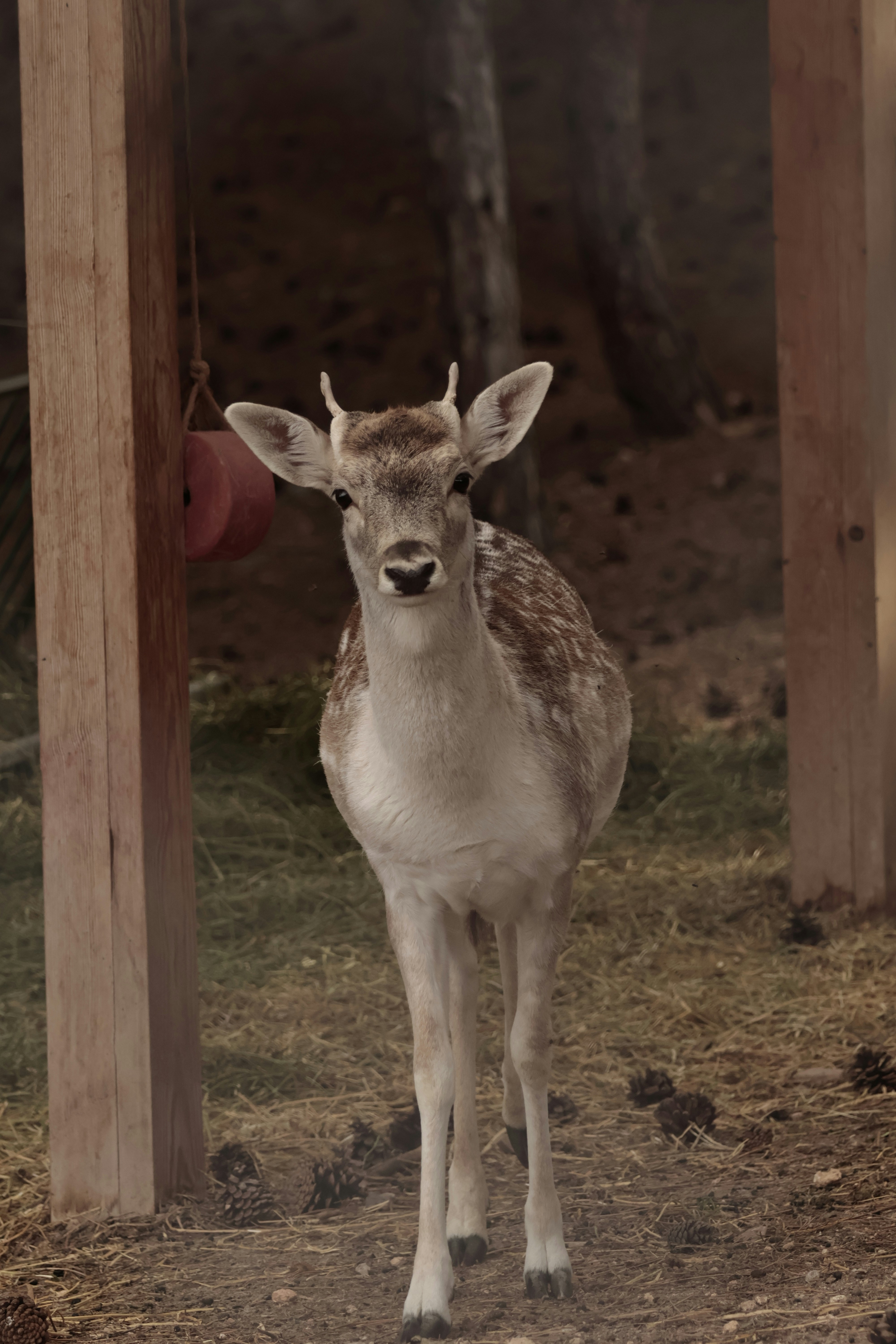 Curious Fawn Stands Between Wooden Posts