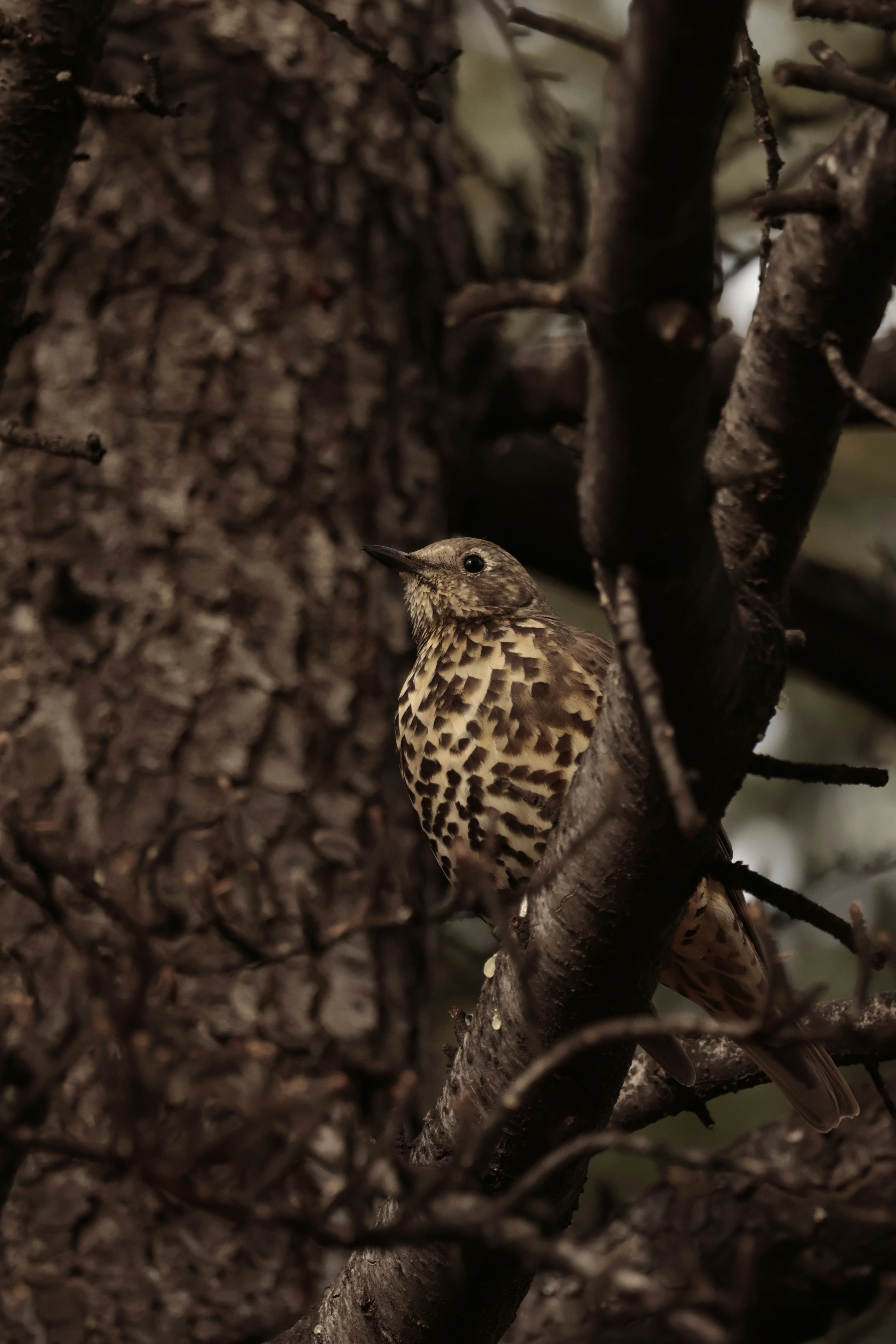Hidden Songbird on a Knot: A Quiet Moment in the Bark