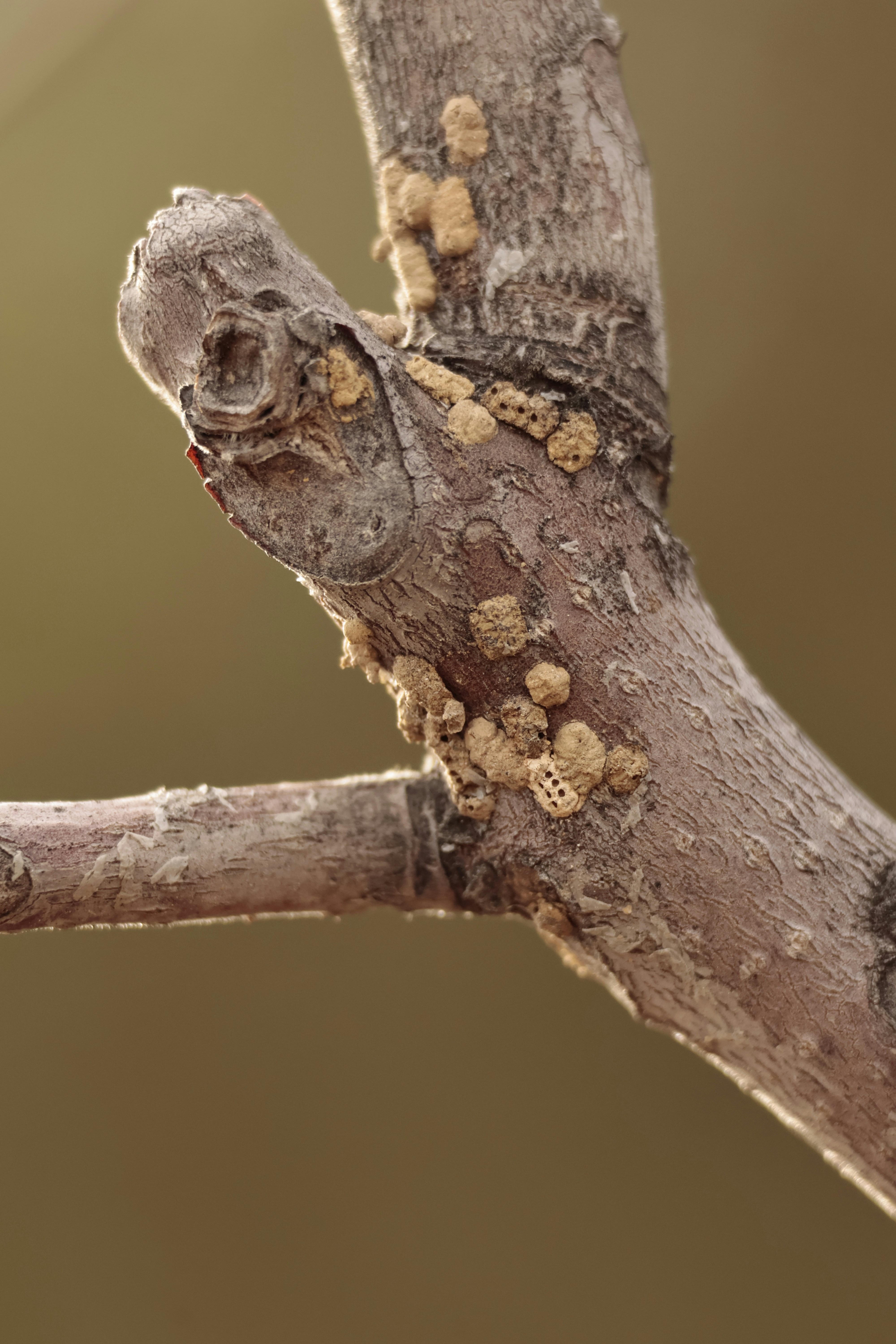 Warty Bark details: a close-up of a twig with clustered lichens