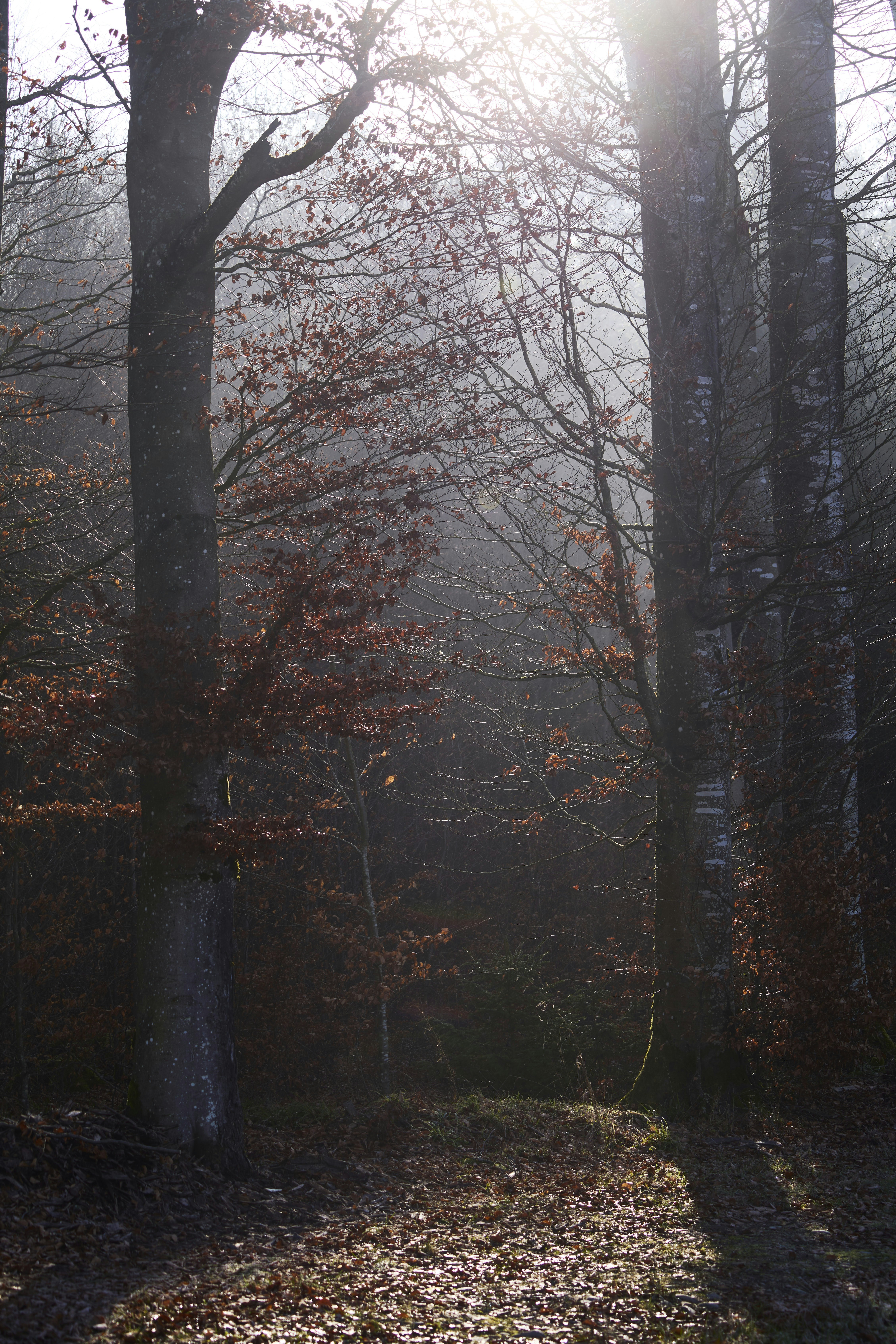 Photo by Wolfgang Hasselmann with Sony Alpha 7 IV