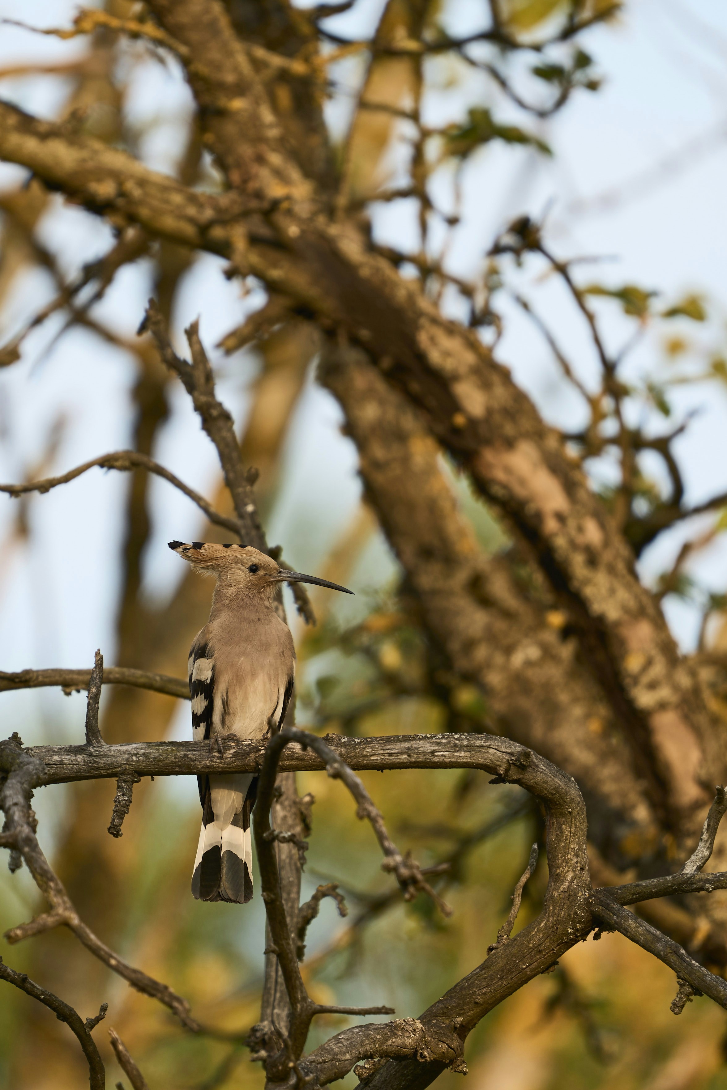 Photo by Wolfgang Hasselmann with Sony Alpha 7 IV