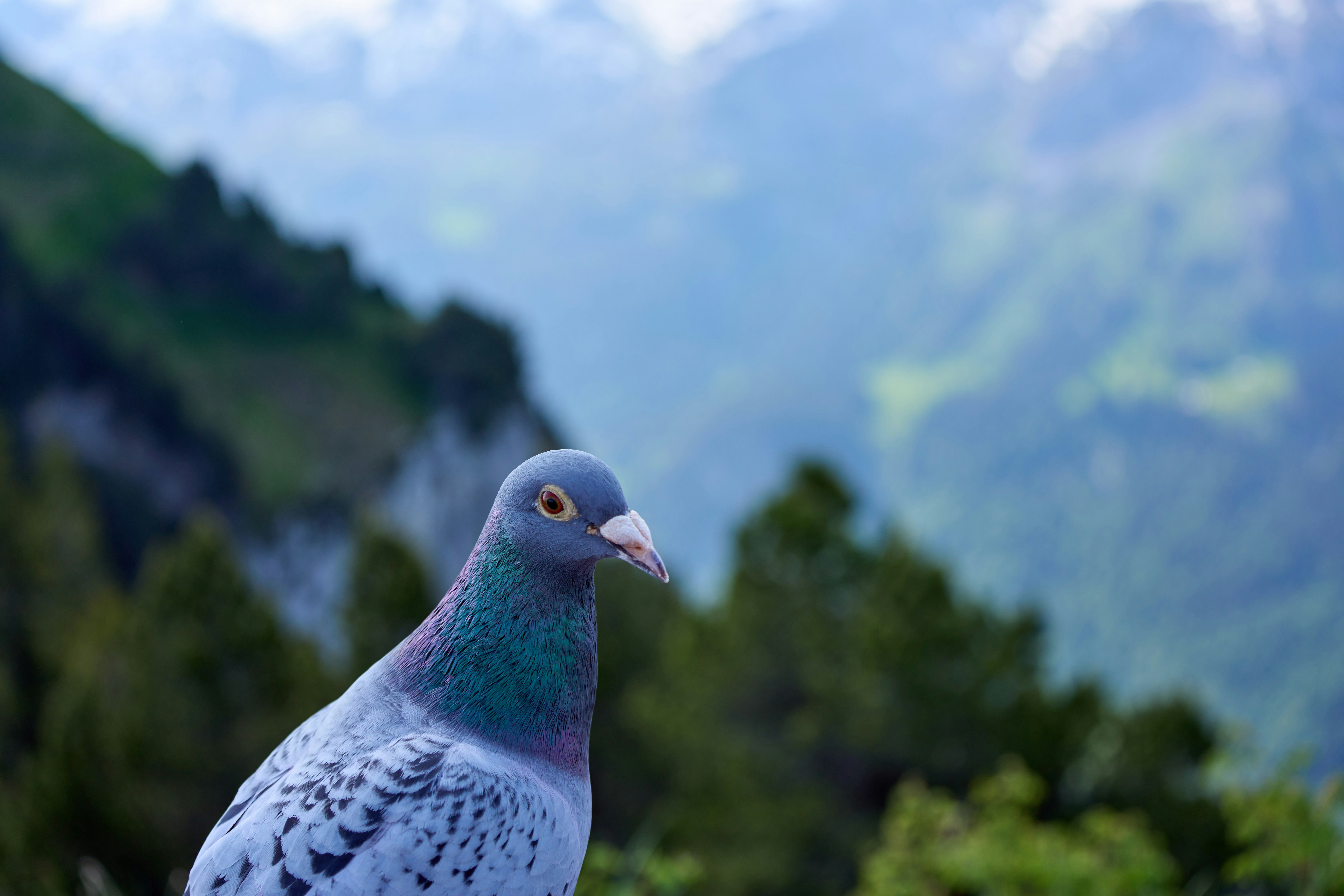 Pigeon Portrait with Mountain Backdrop