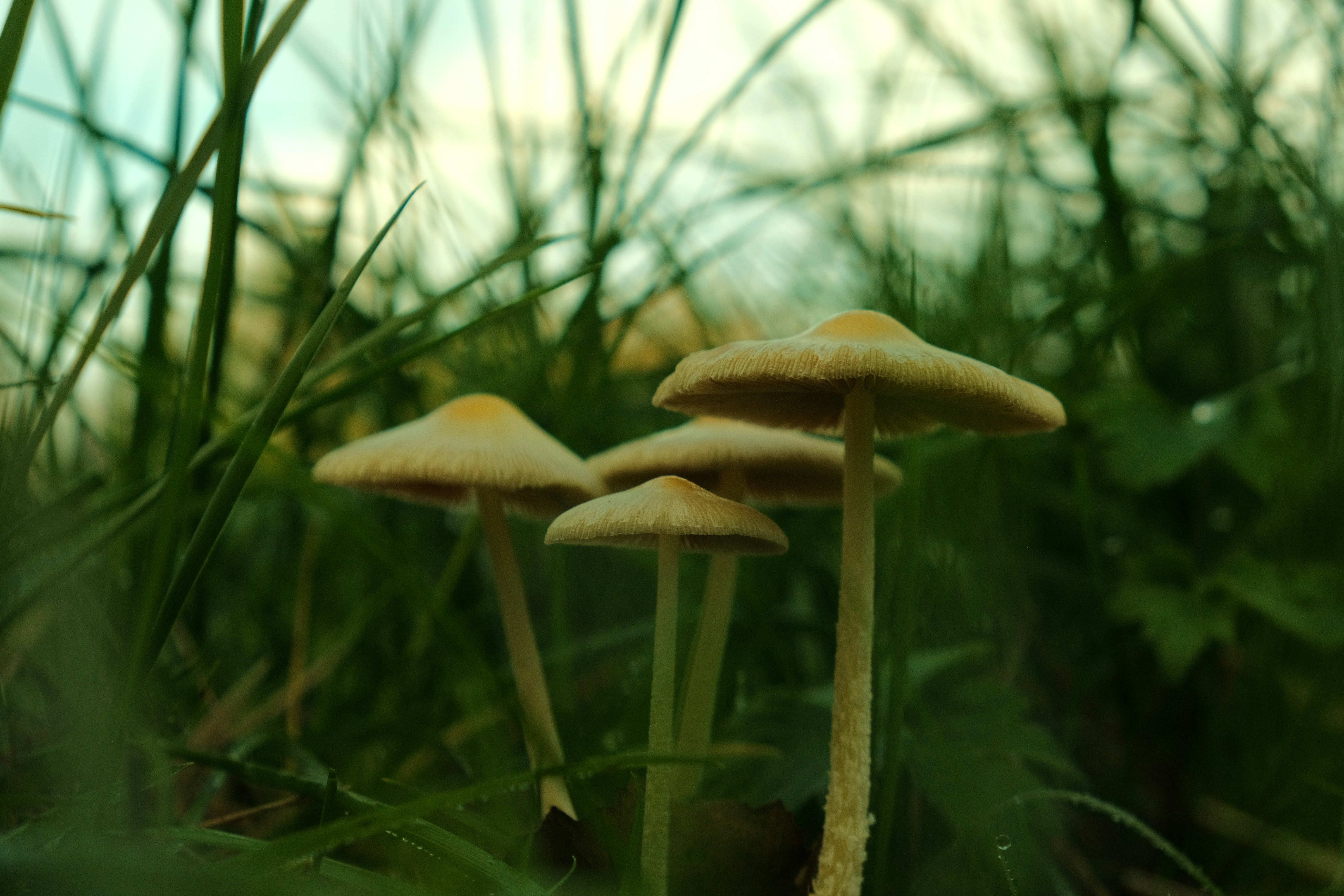 Mushroom Choir in Quiet Dusk