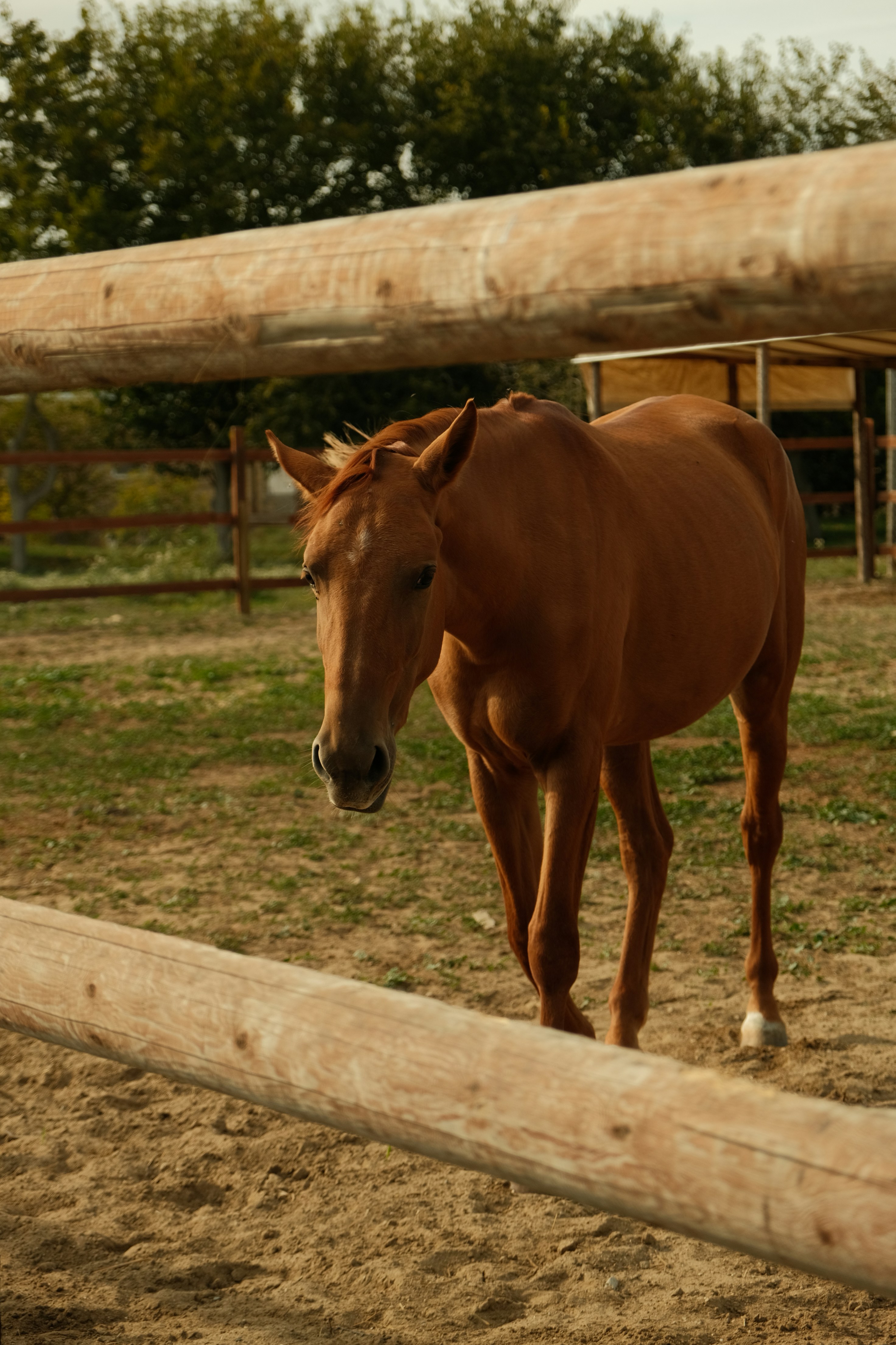 horses on a quiet farm