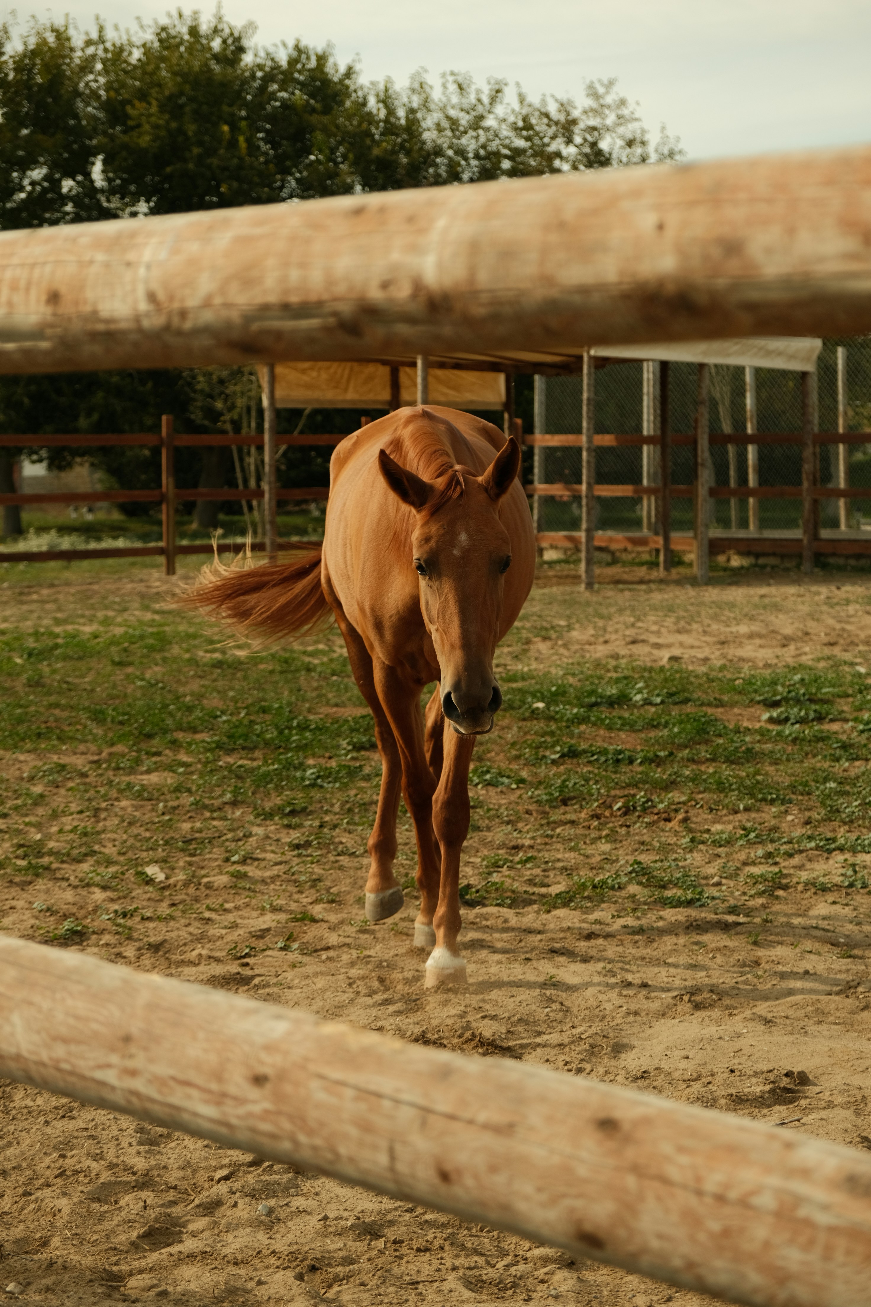 Chestnut Horse in a Paddock: A Quiet Stride under Fencing