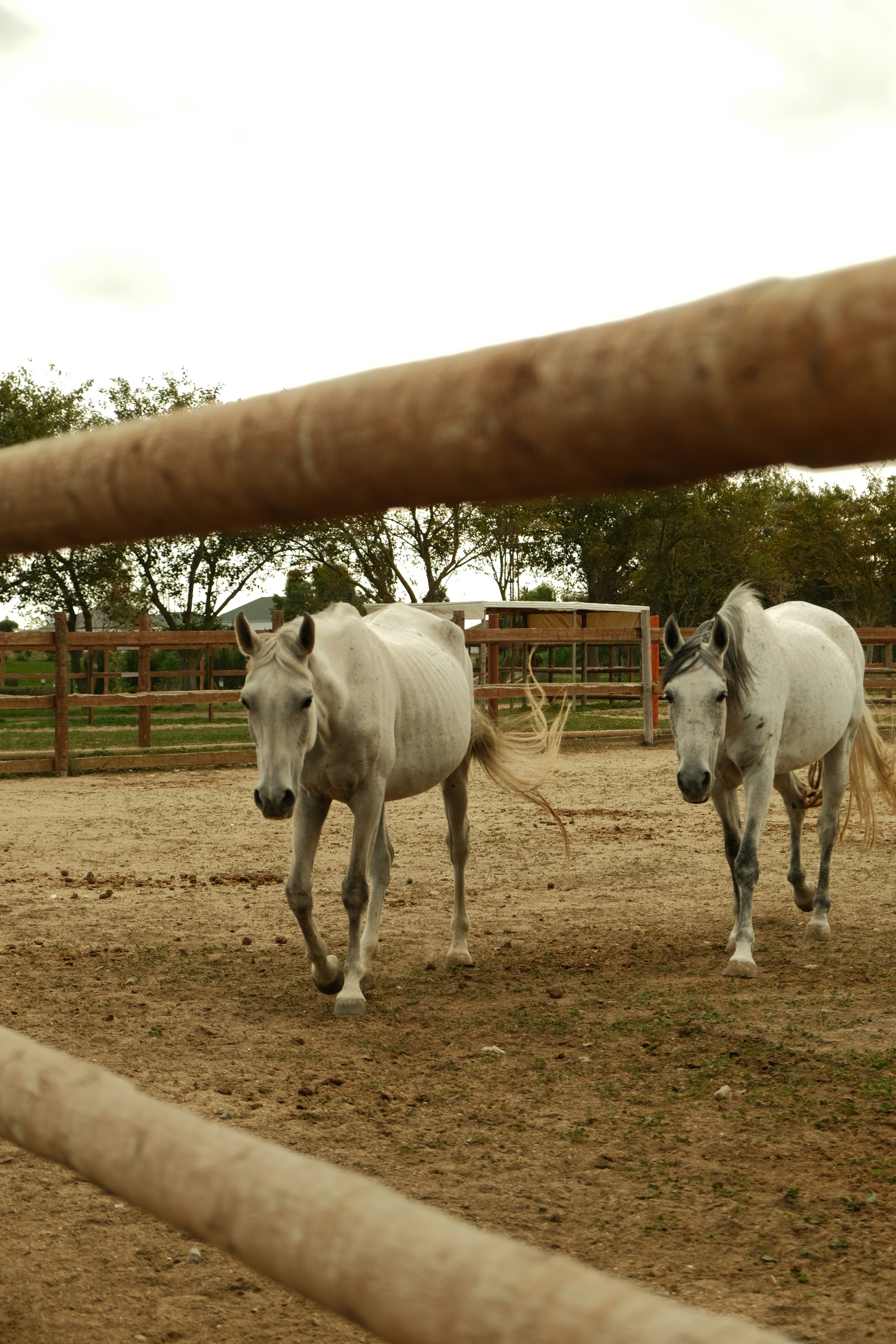 Herd in Focus: White Horses Midstride Behind Rustic Rails