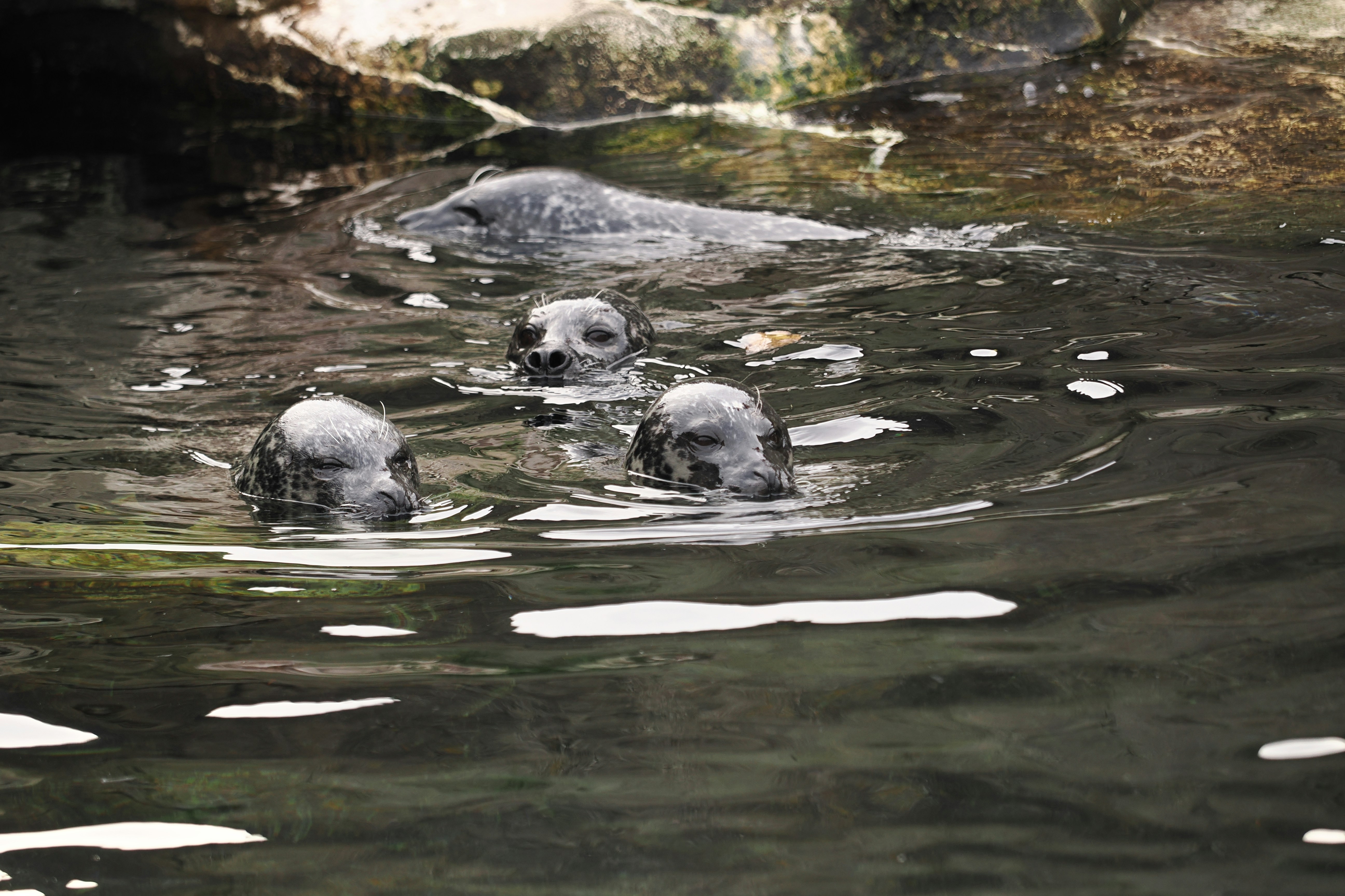 Three Sea Pupils Breaking the Surface: A Curious Trio in Quiet Ripples
