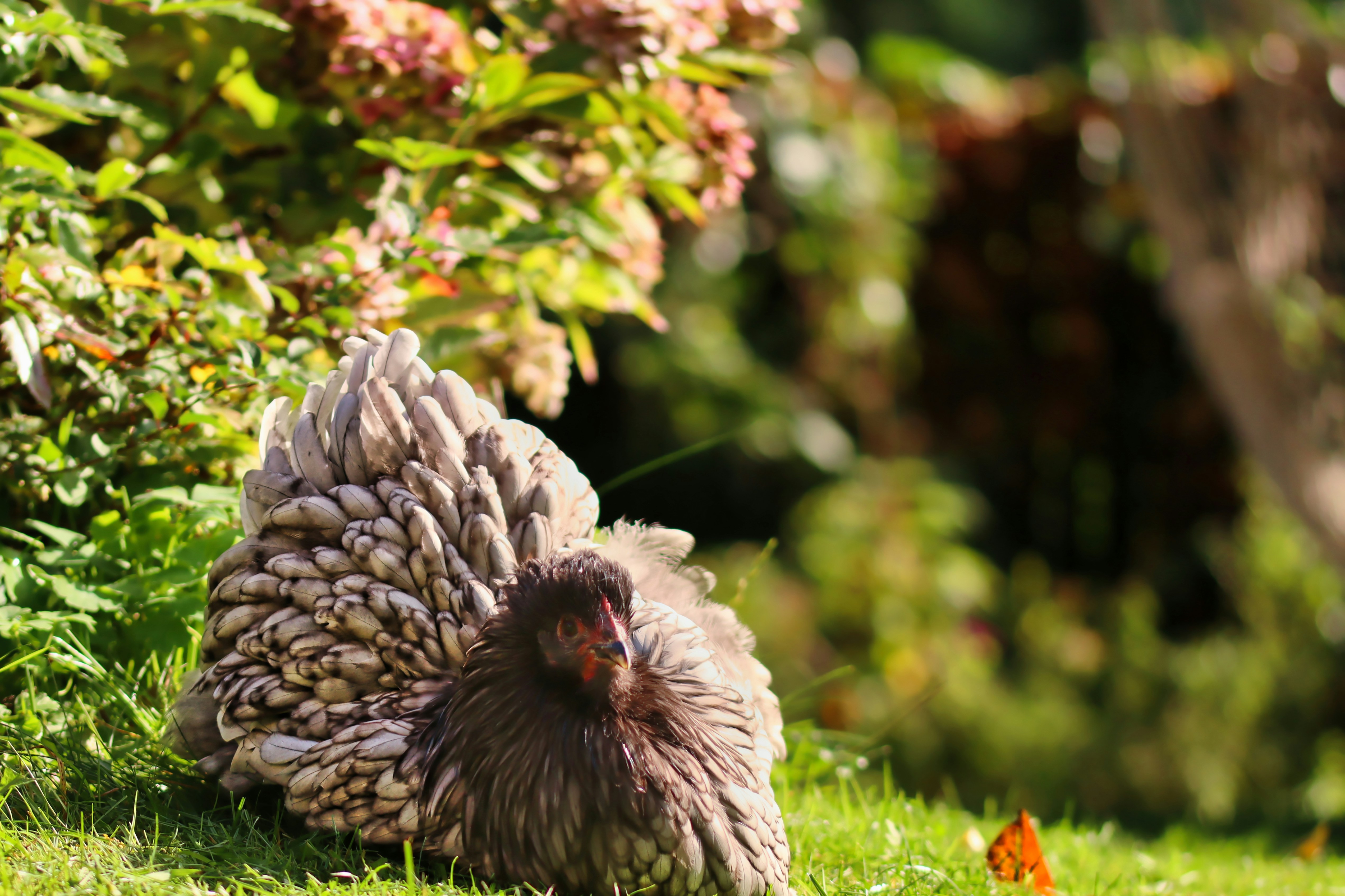Sunlit Covert: a hen tucked in the garden