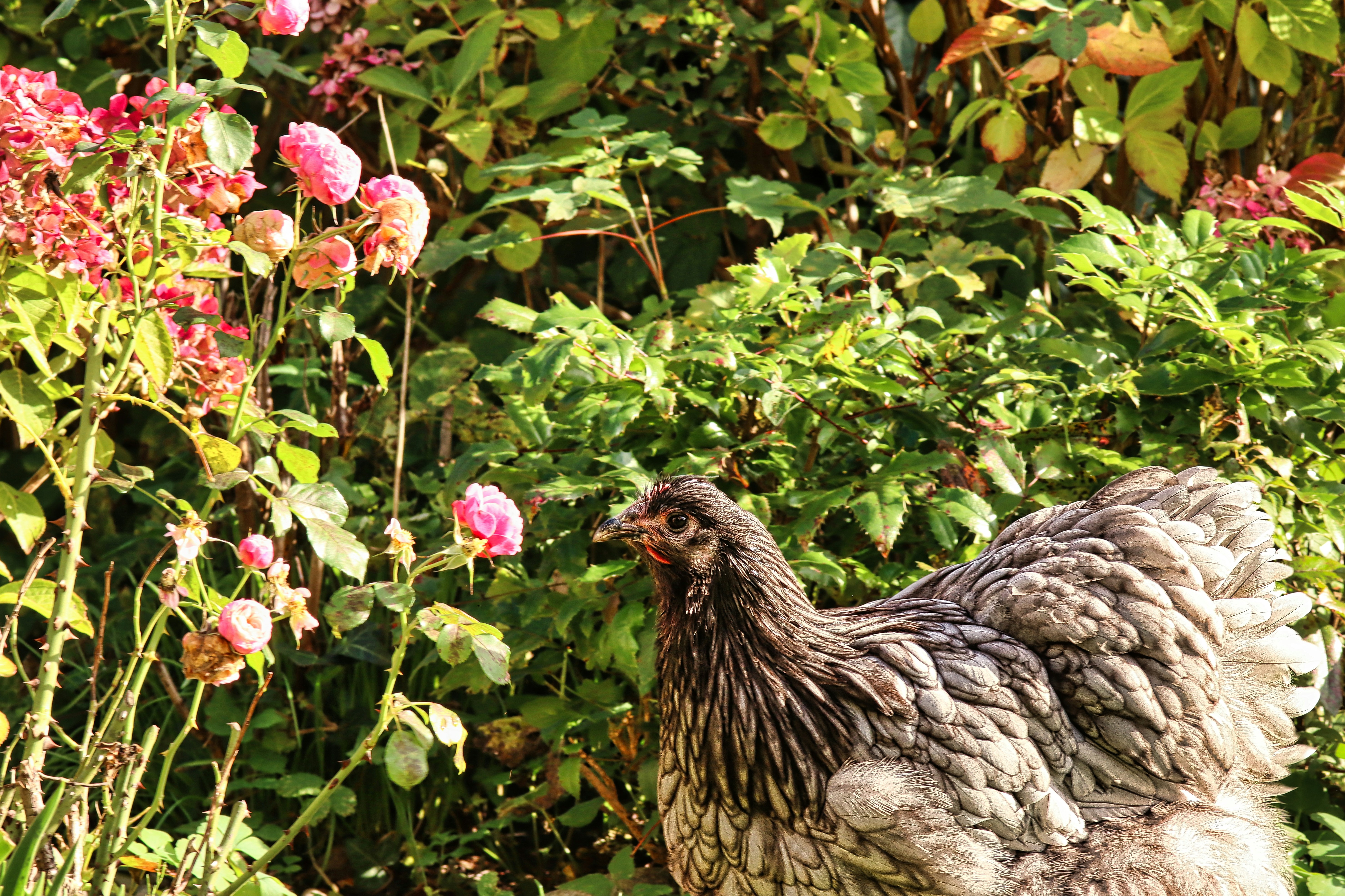 Sunlit Hen Among Blushing Roses