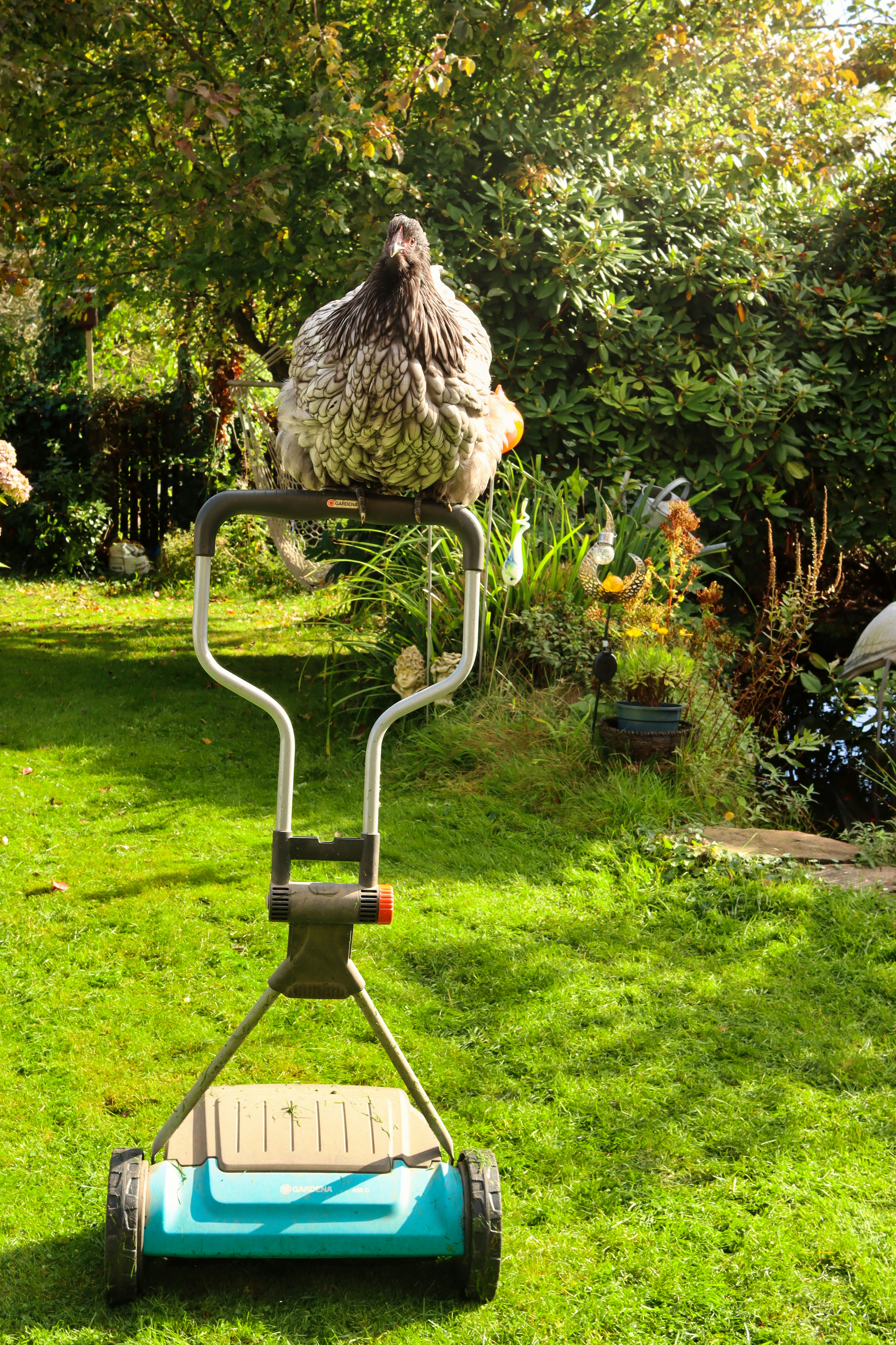 Top-Heavy Perch: A Eagle-Graced Moment on a Lawn Mnome Rider