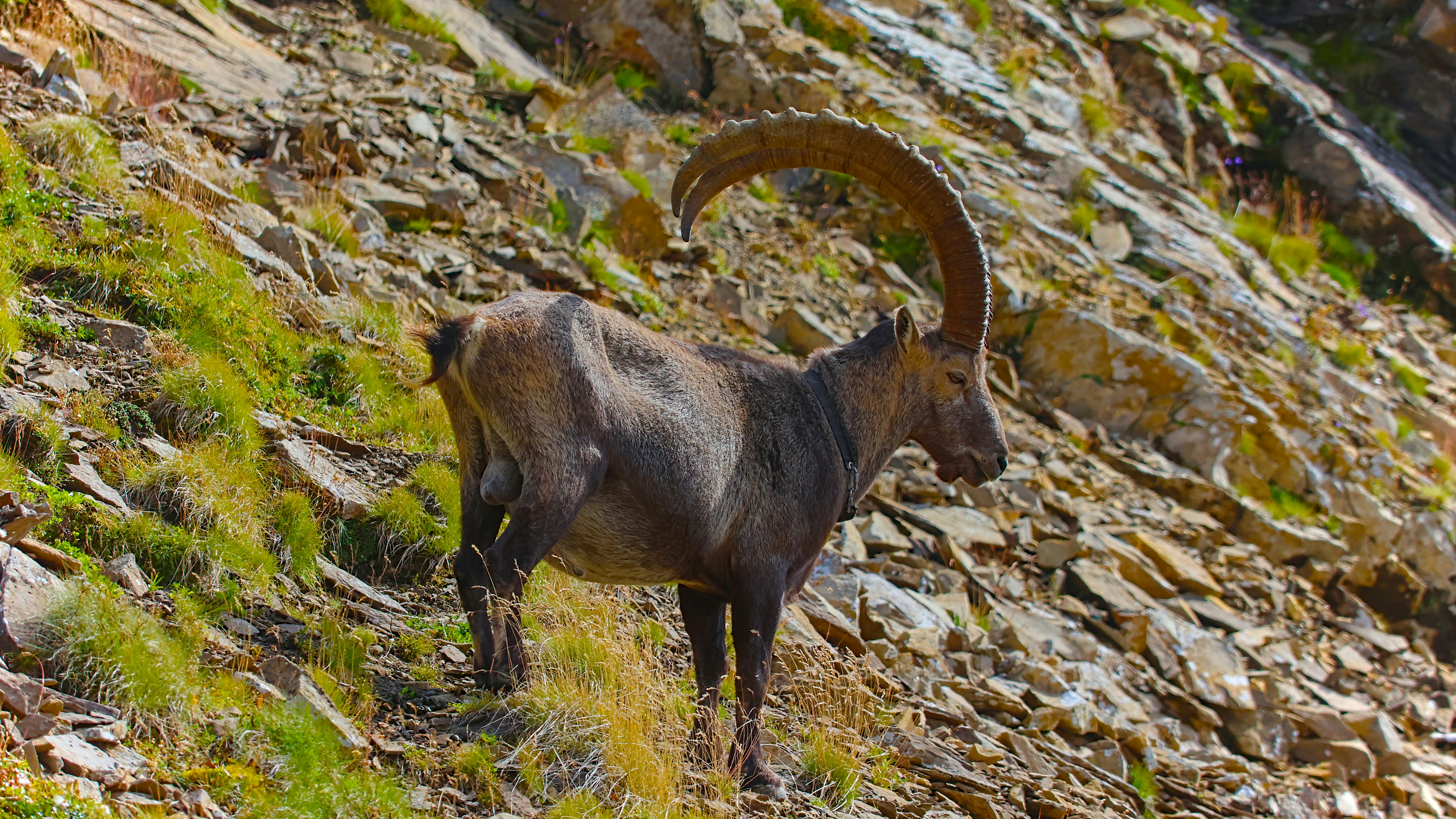 Ridgebound Ram: A Highland Ram Stands Guard on a Rocky Ledge