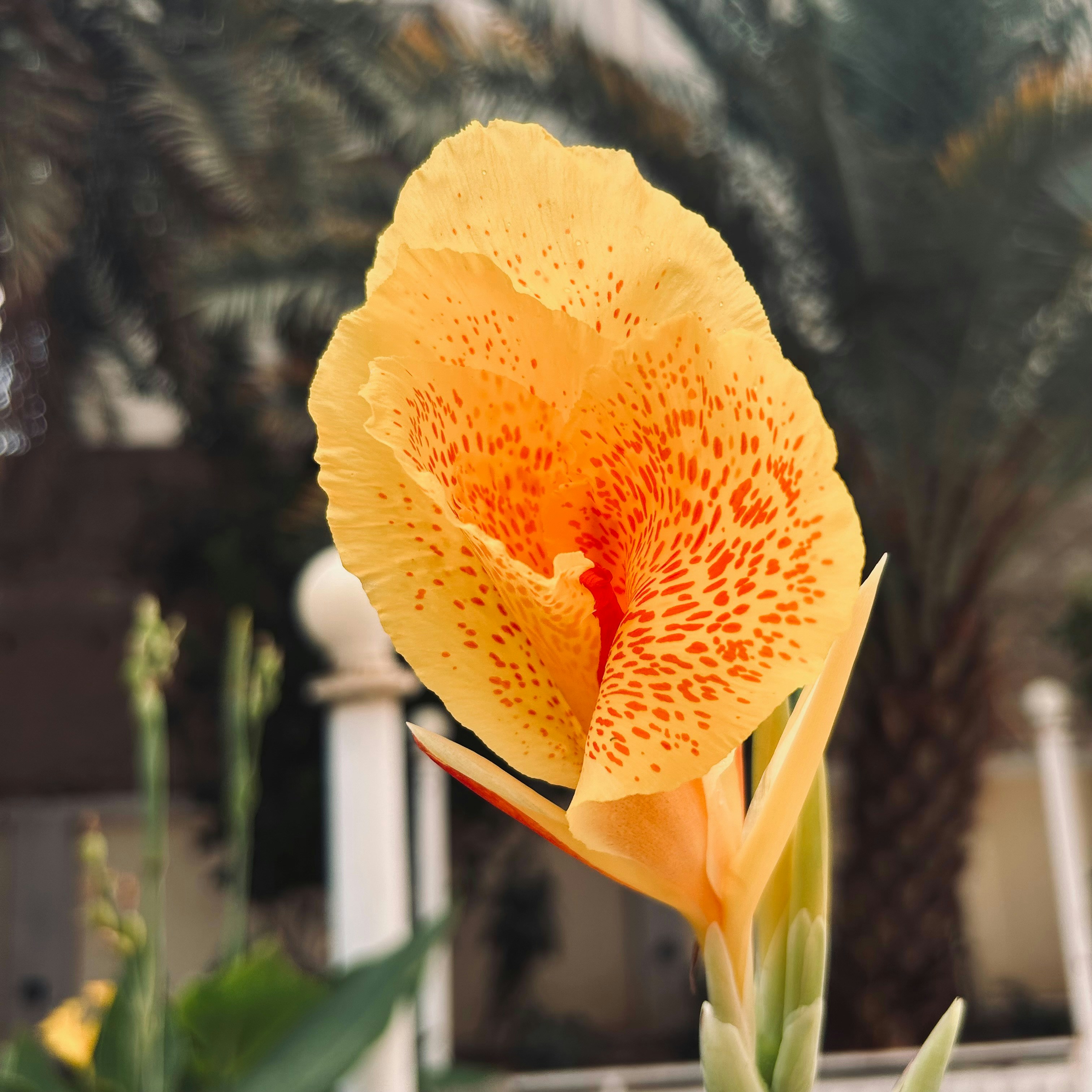 A close-up of a vibrant yellow and orange spotted flower. photo – Free ...