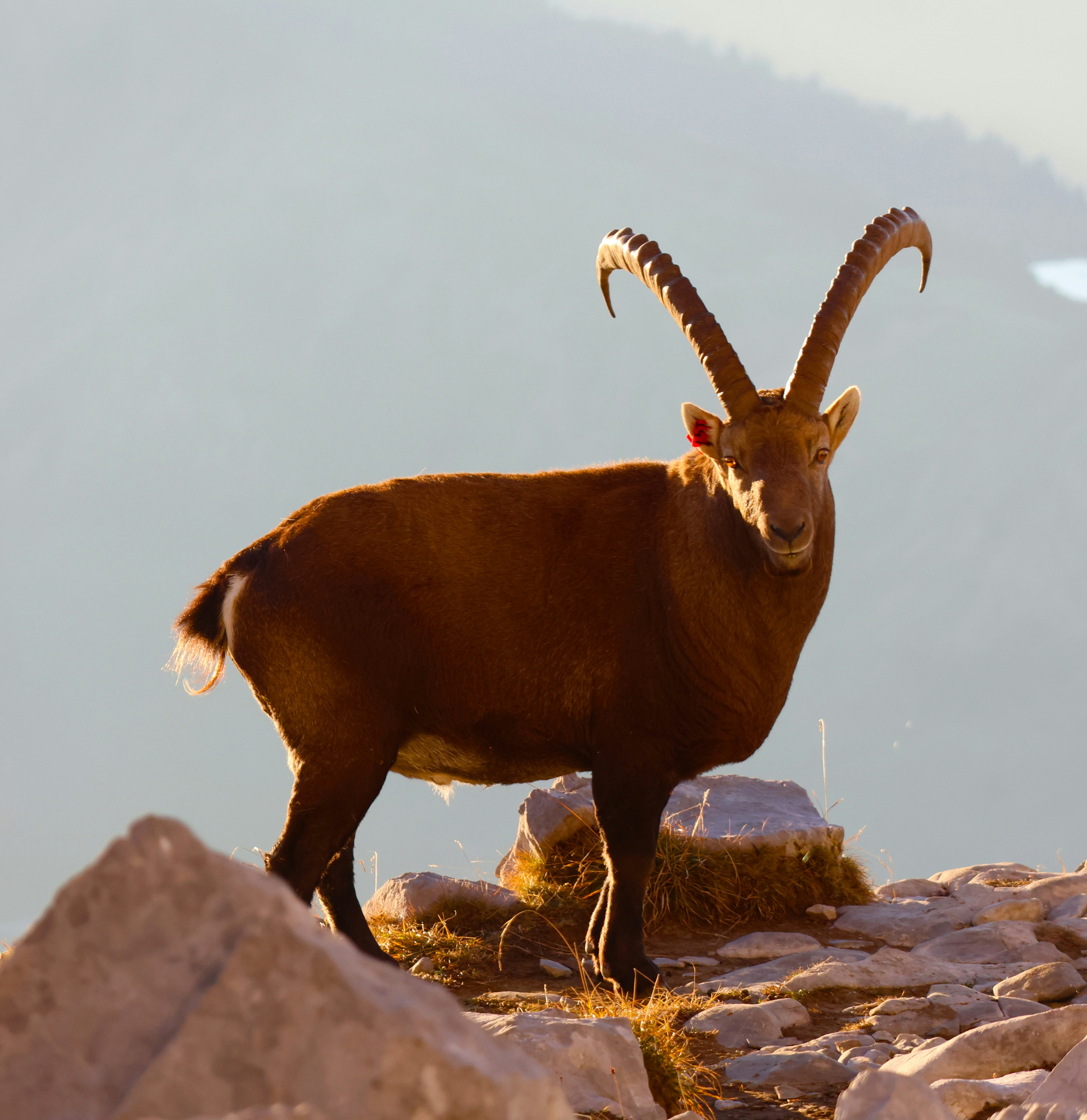Himalayan Ram Stands Guard on Rocky Outcrop at Golden Hour