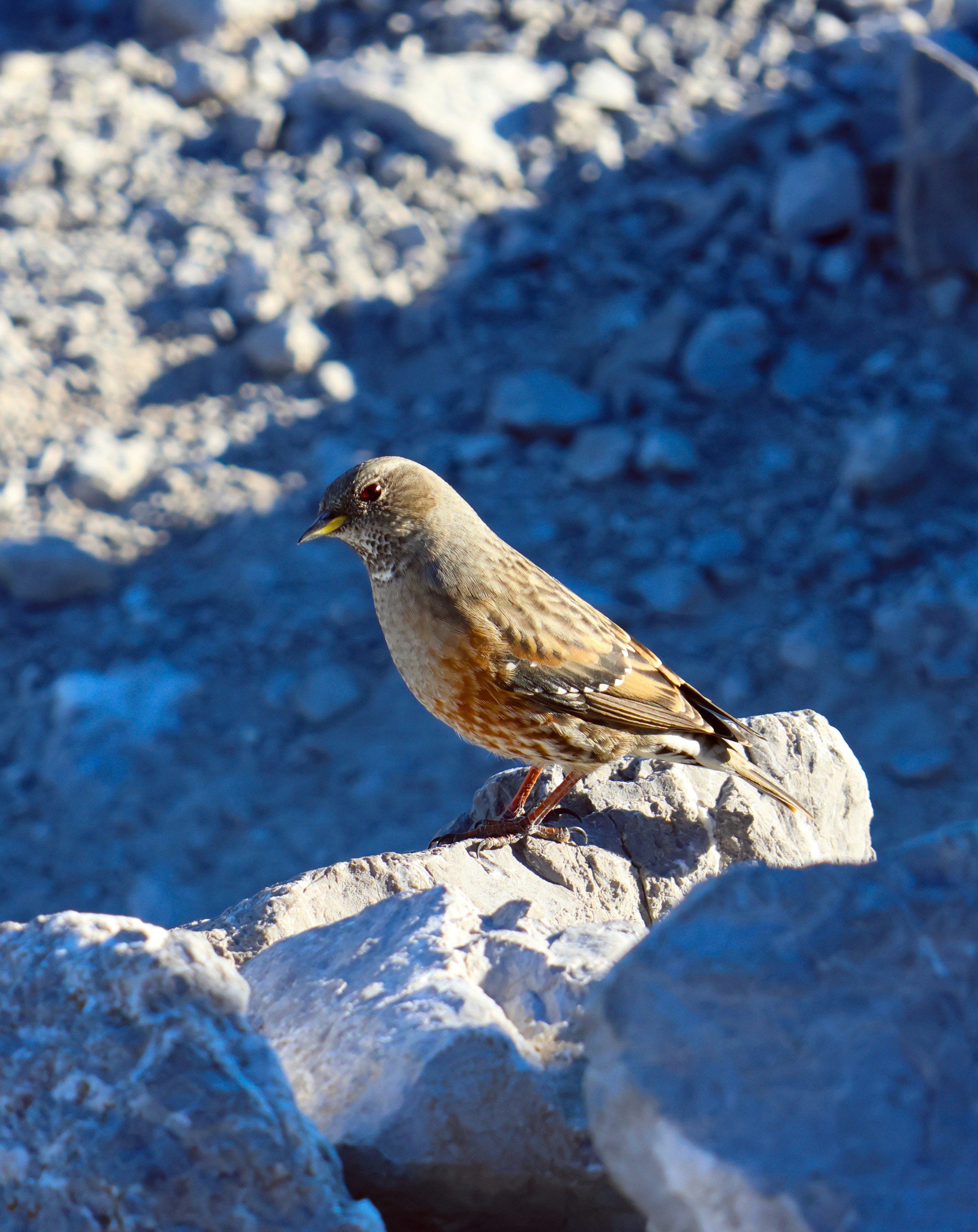 Alpine Rock Perch: A lone finch on sunlit quartz