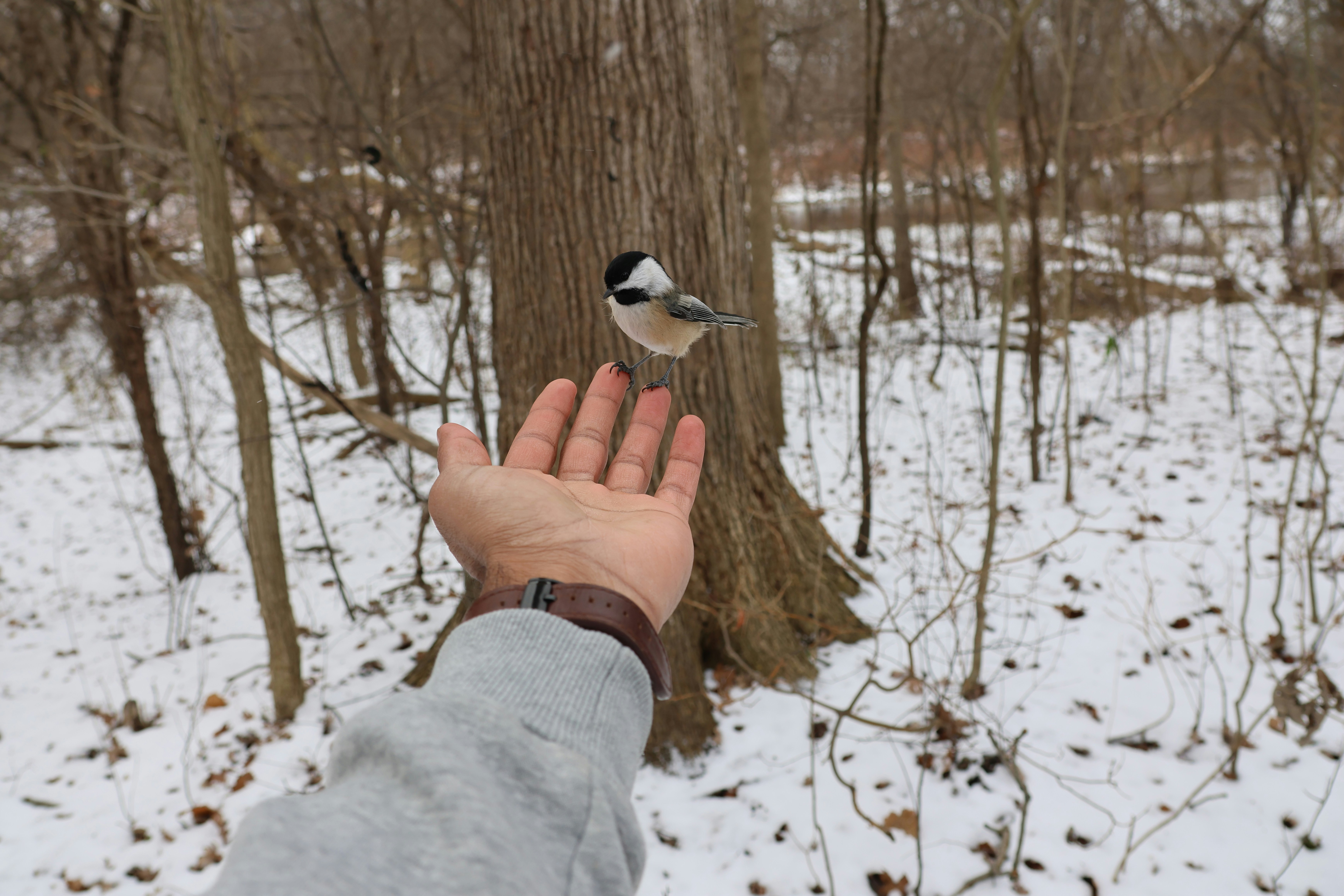 Wild Chickadee Perched on Human Hand in a Snowy Winter Wonderland
