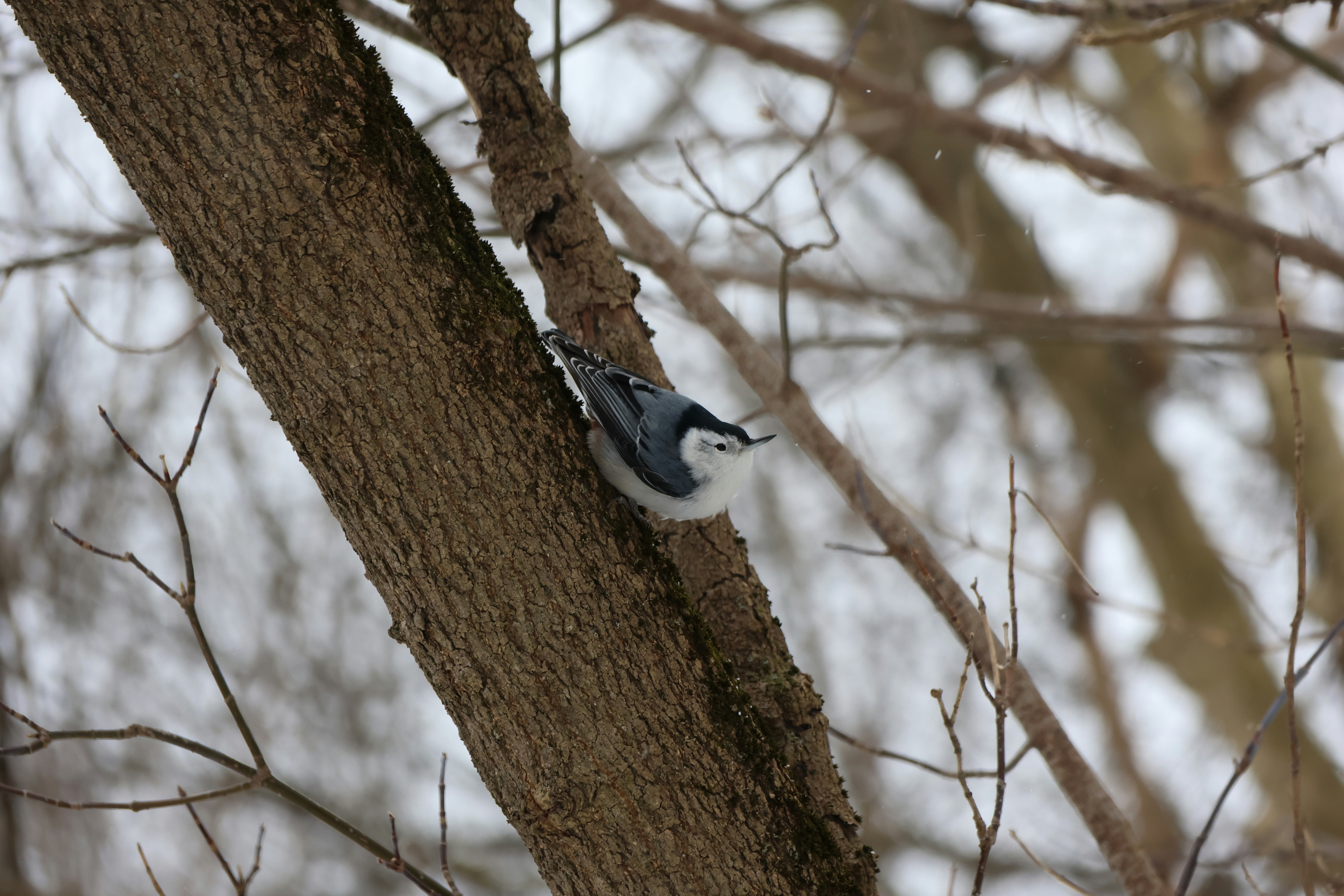 A white-breasted nuthatch climbs a tree trunk. photo – Free Forest ...
