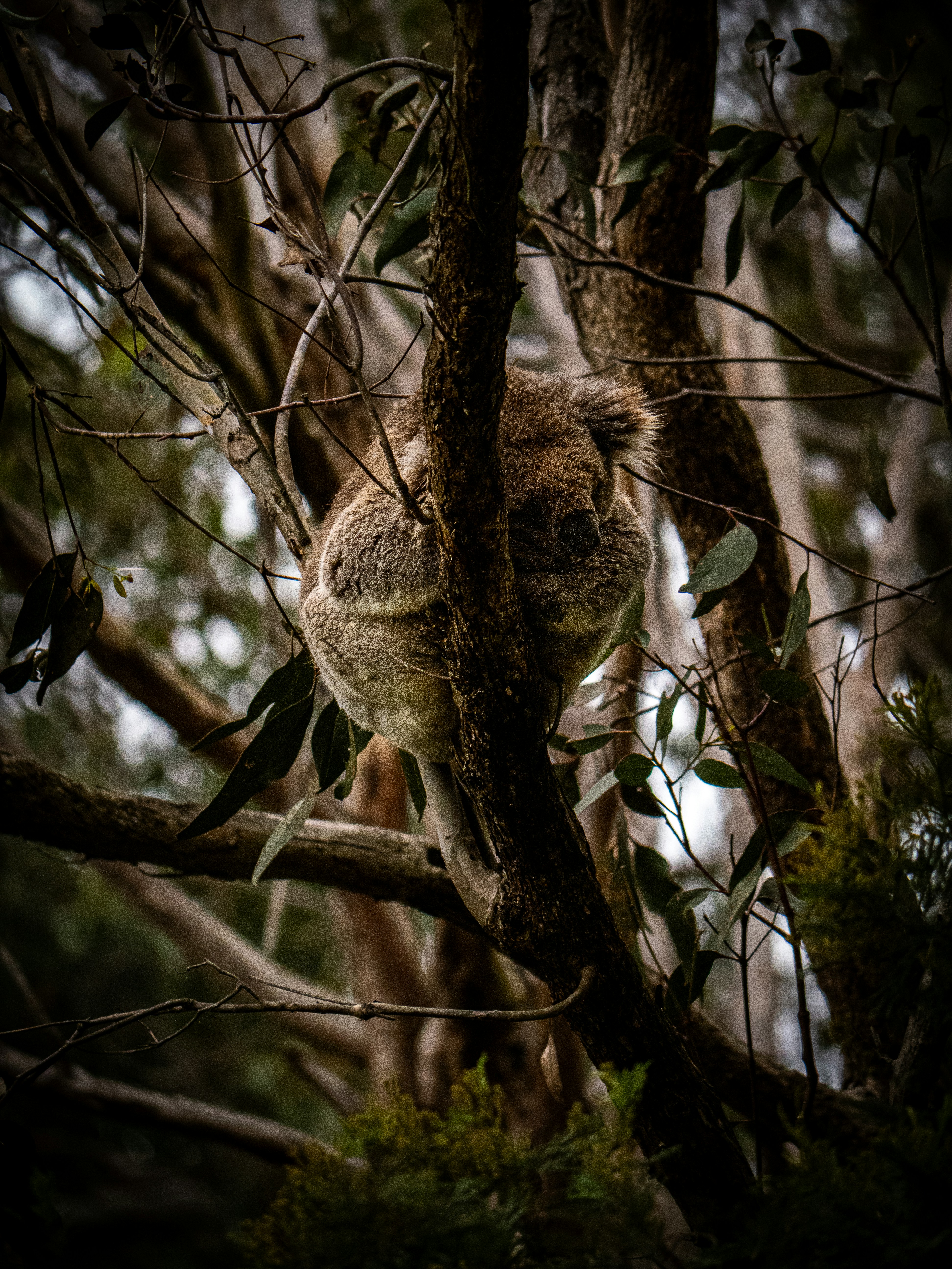 Hidden Empress in the Branches: A Koala Slumber Amid Eucalyptus