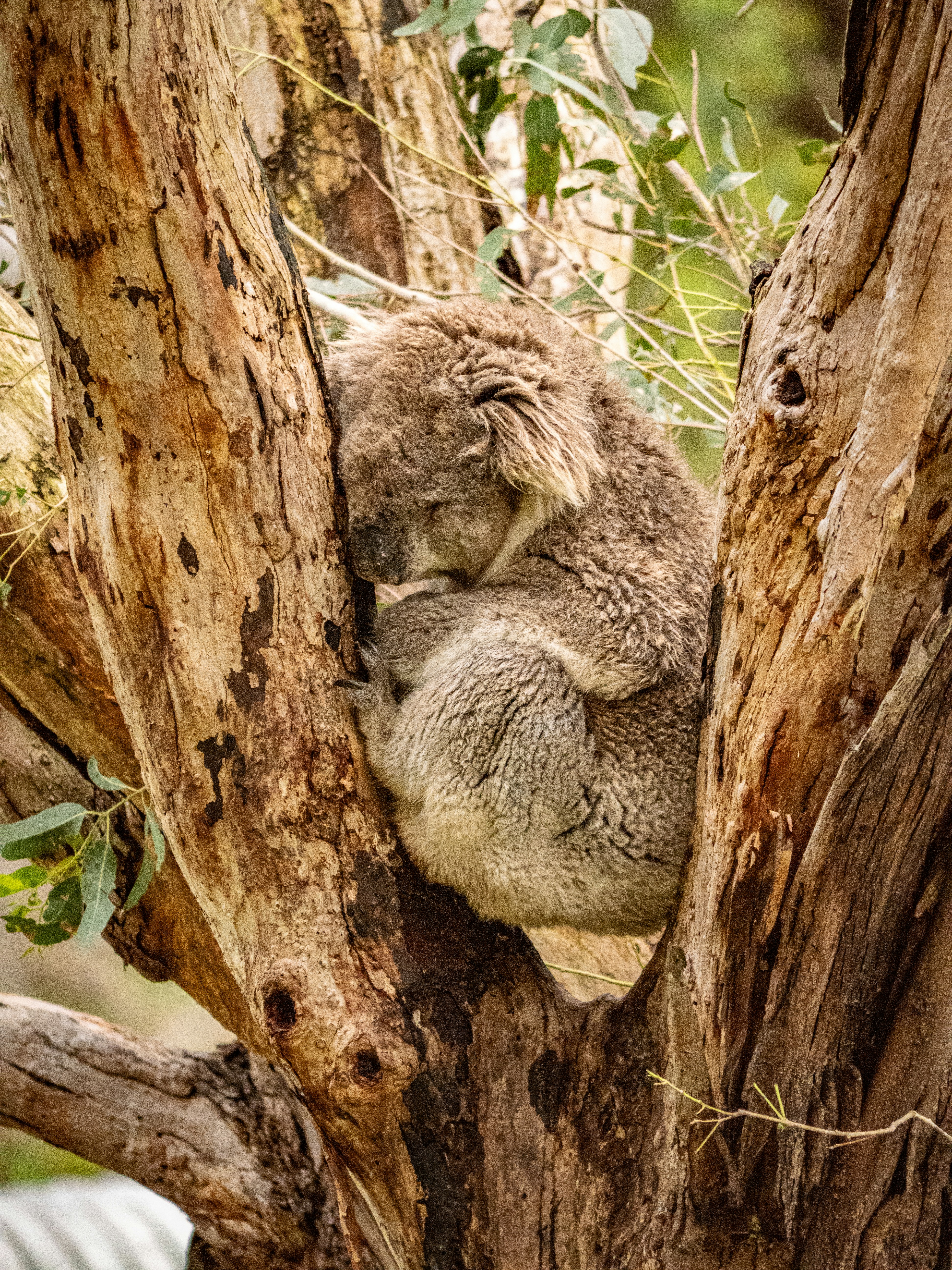 Koala Nest: Cuddled Rest in a Gnarled Eucalyptus