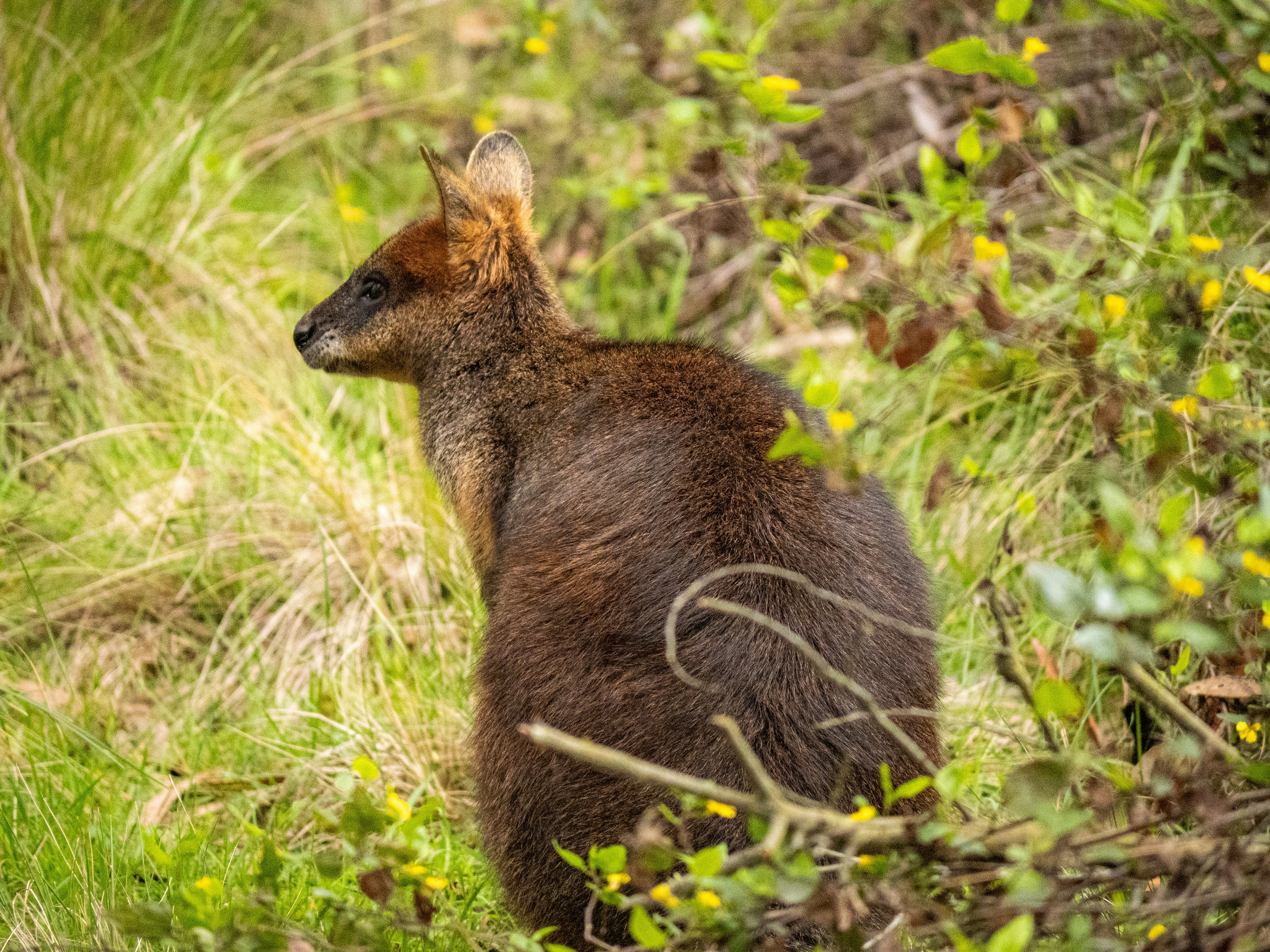 Midfield Stroll: A Patagonian-like Wallaby in Sunlit Grass