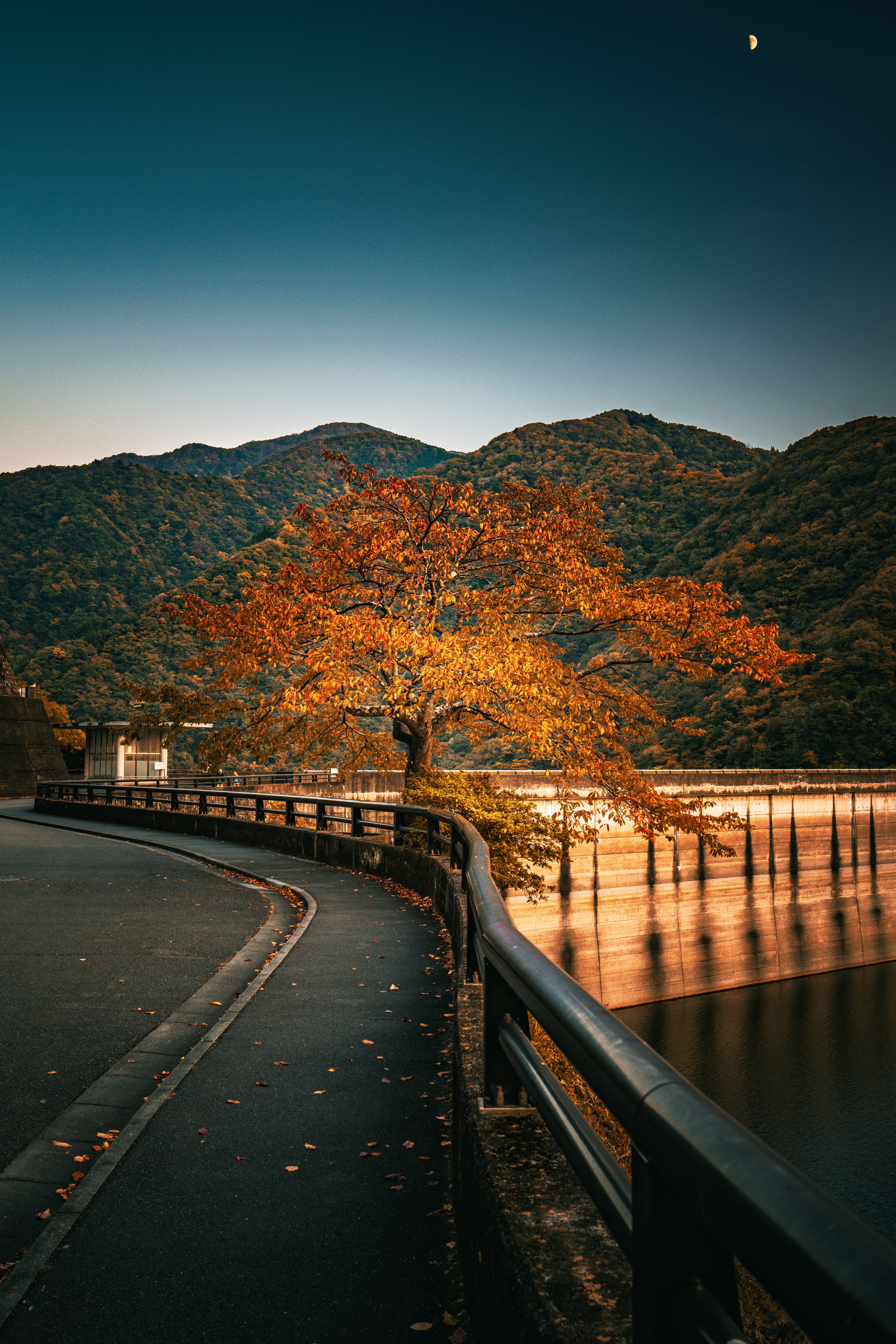 Autumn Whisper by the River: A Lone Orange Tree at Dusk
