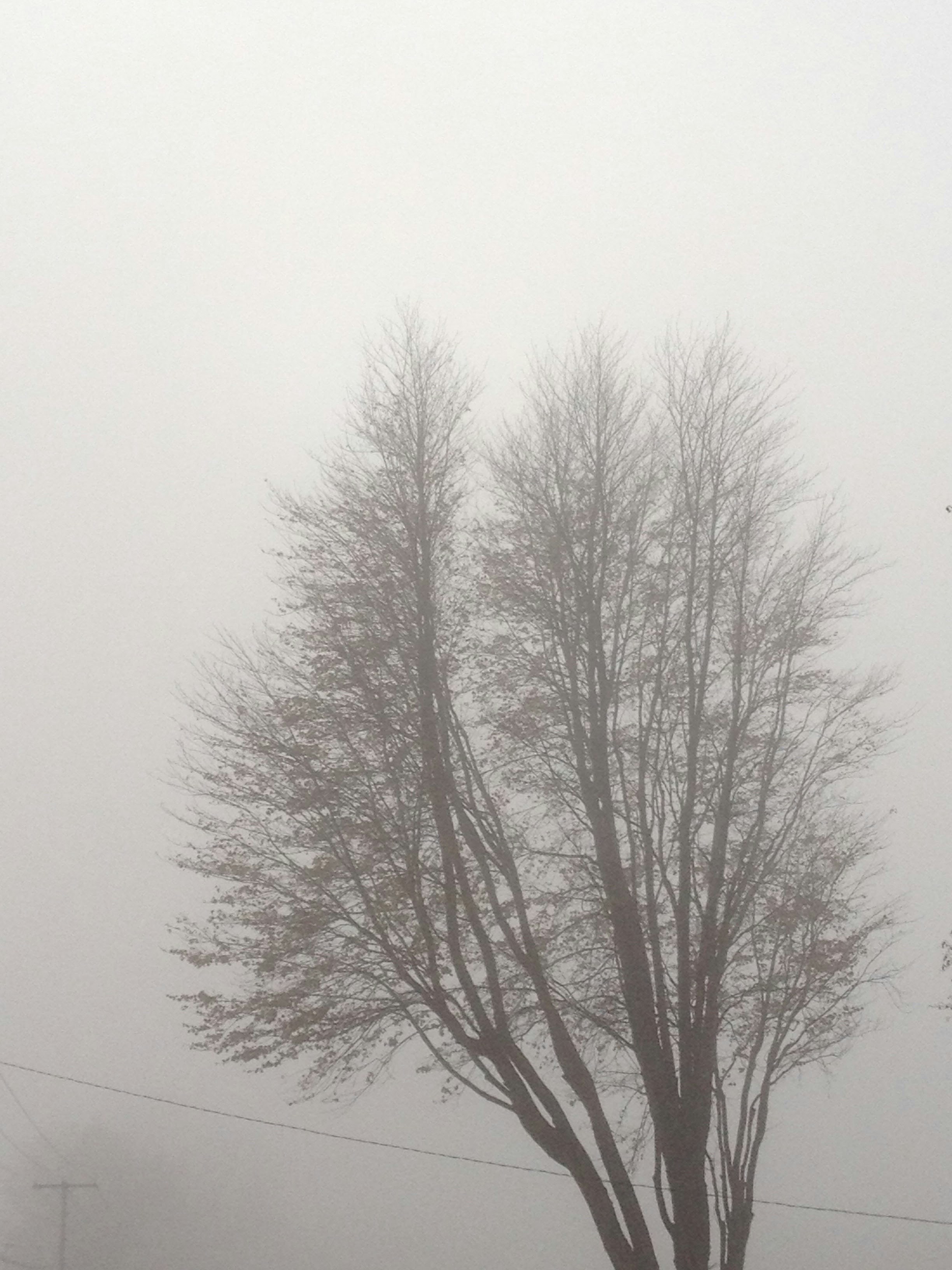 Bare tree branches in thick fog. photo – Free Minimalist Image on Unsplash