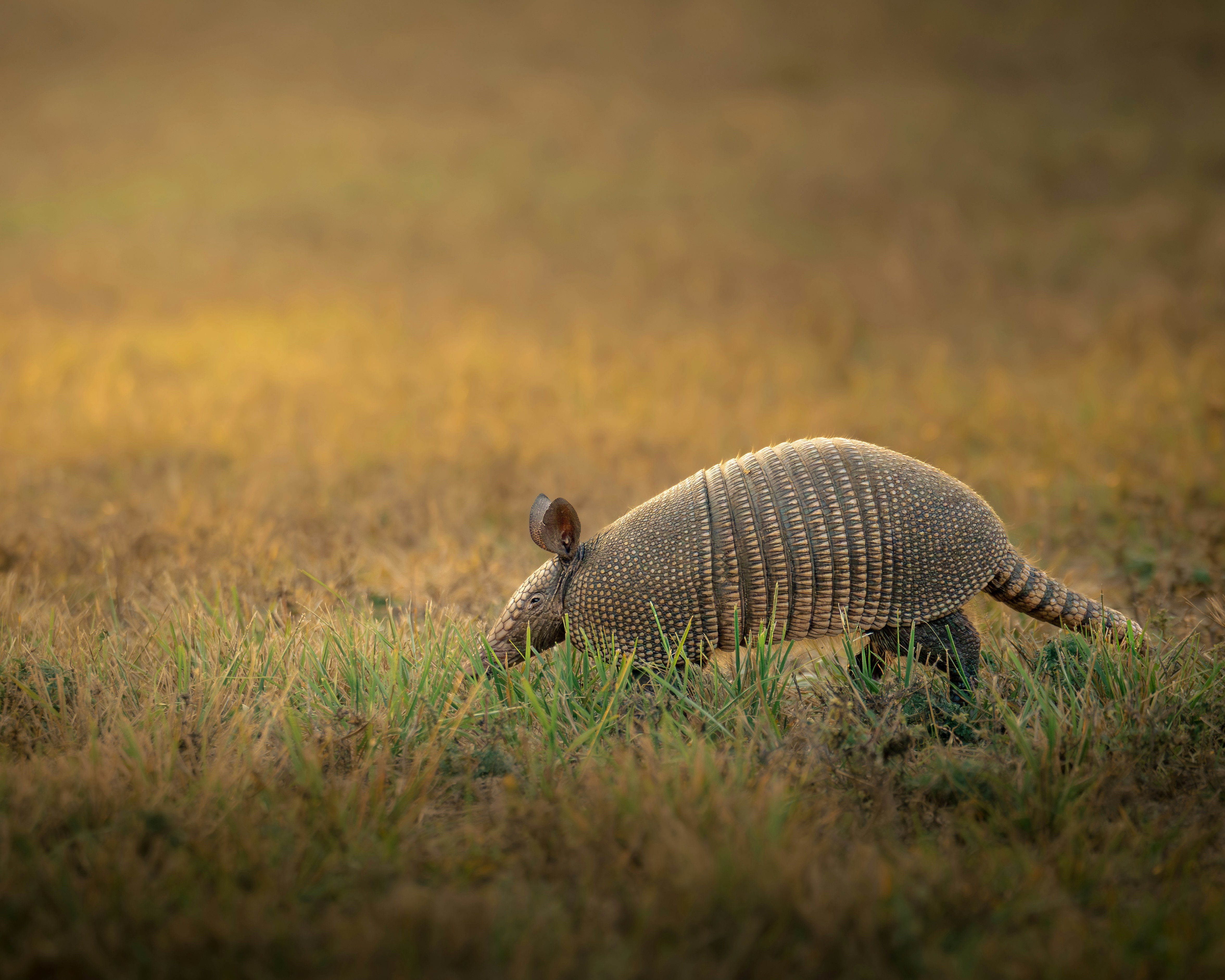 Dawn Patrol: Armored Forager in Golden Grass