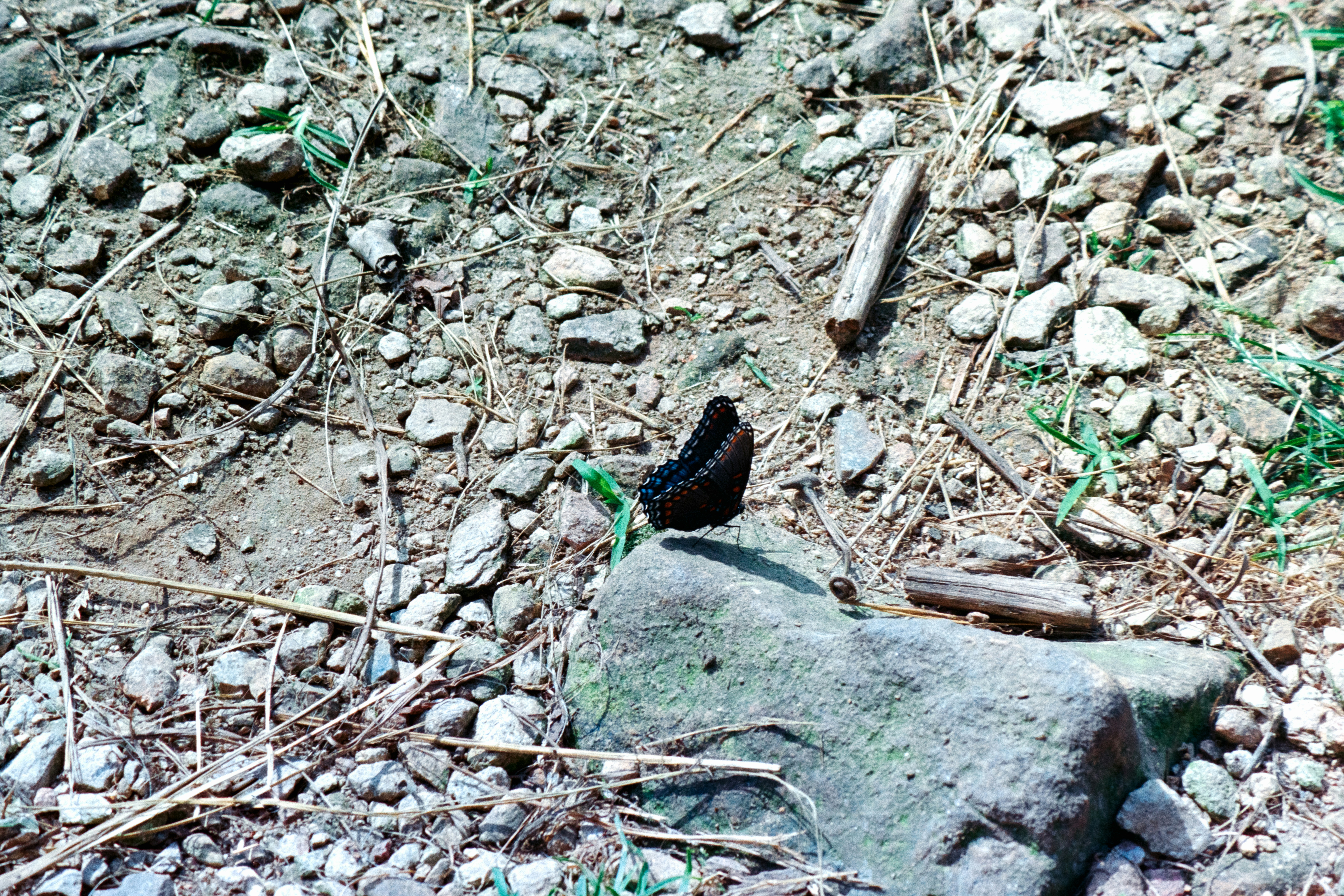 Butterfly on a Weathered Rock: Subtle Life Among Pebbles