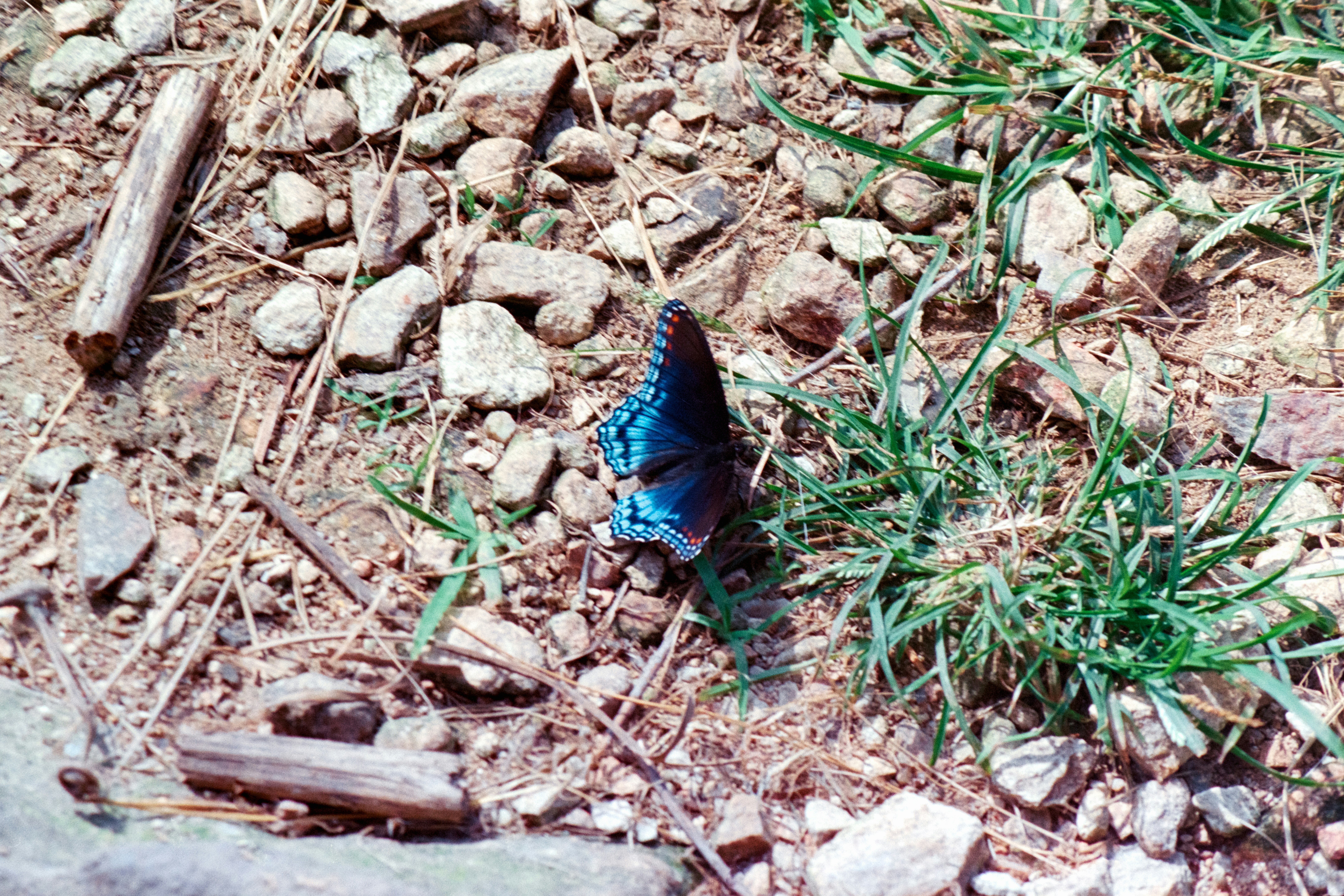 Azure Glow: a blue butterfly on rocky ground
