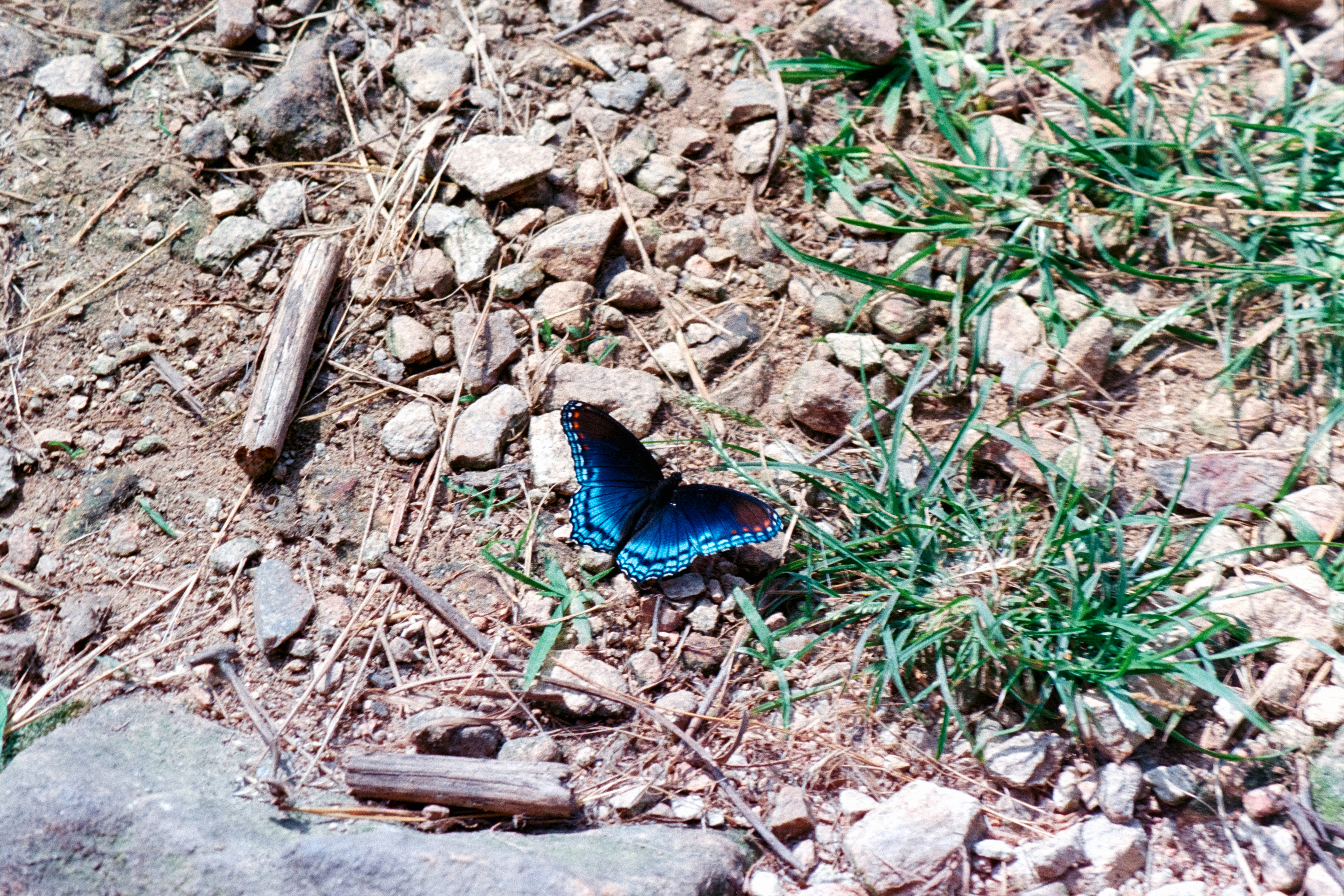 Vivid blue butterfly rests on rocky soil with small twigs and sparse green grass nearby.