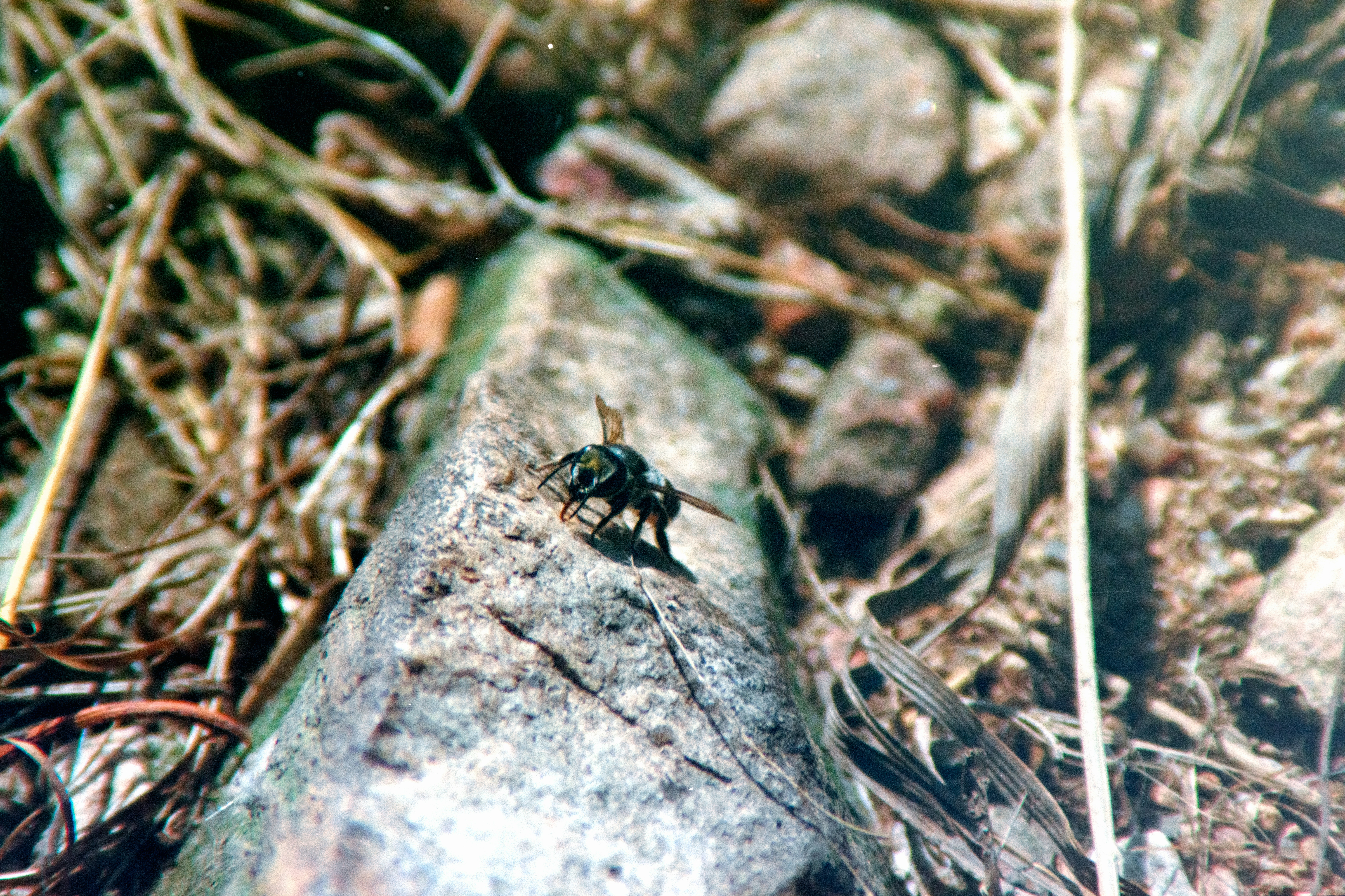 Close-up of a tiny fly on a mossy twig amid forest debris