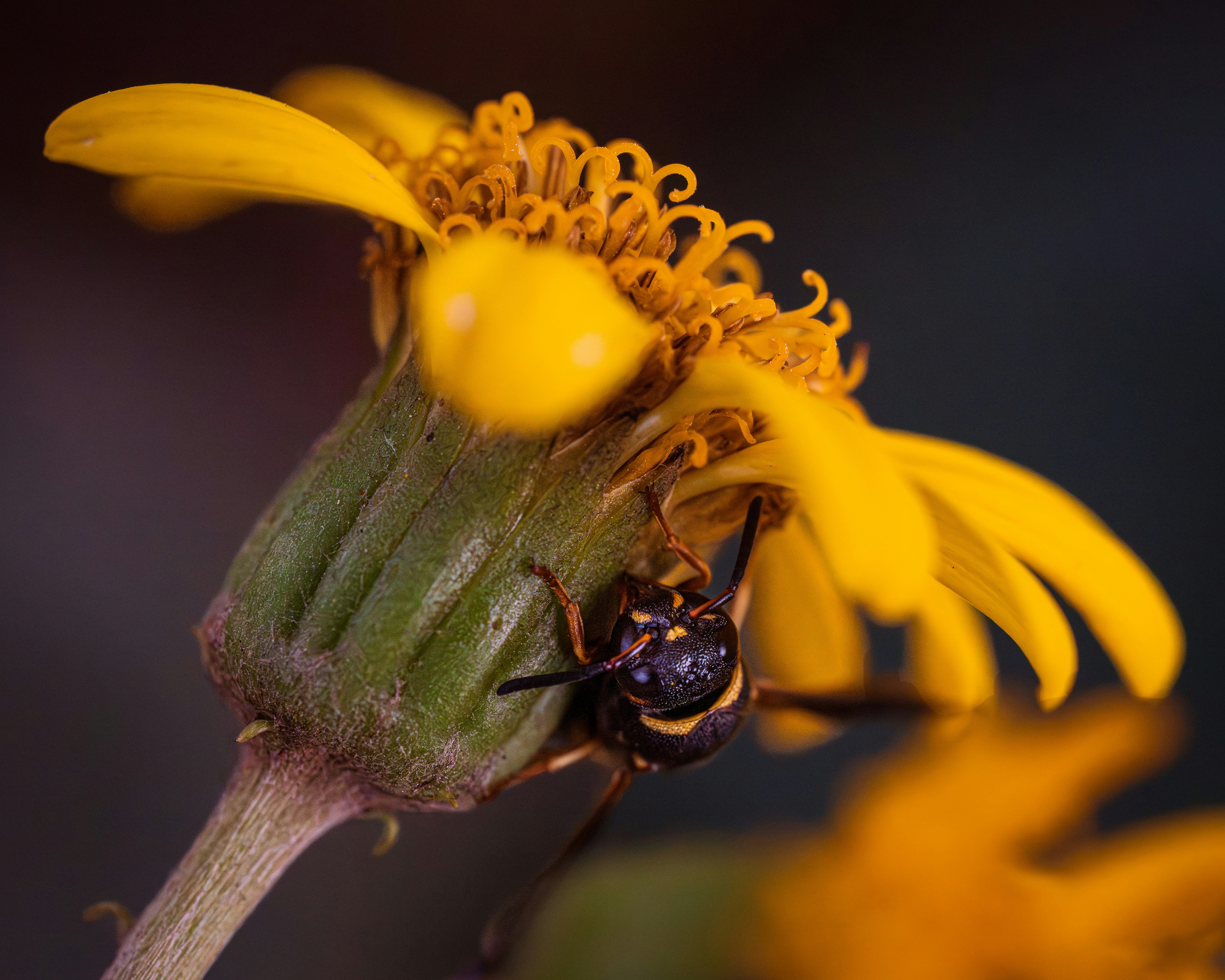 Yellow Bloom Underlander: A Beetle's Spotlight on a Sunflower Head