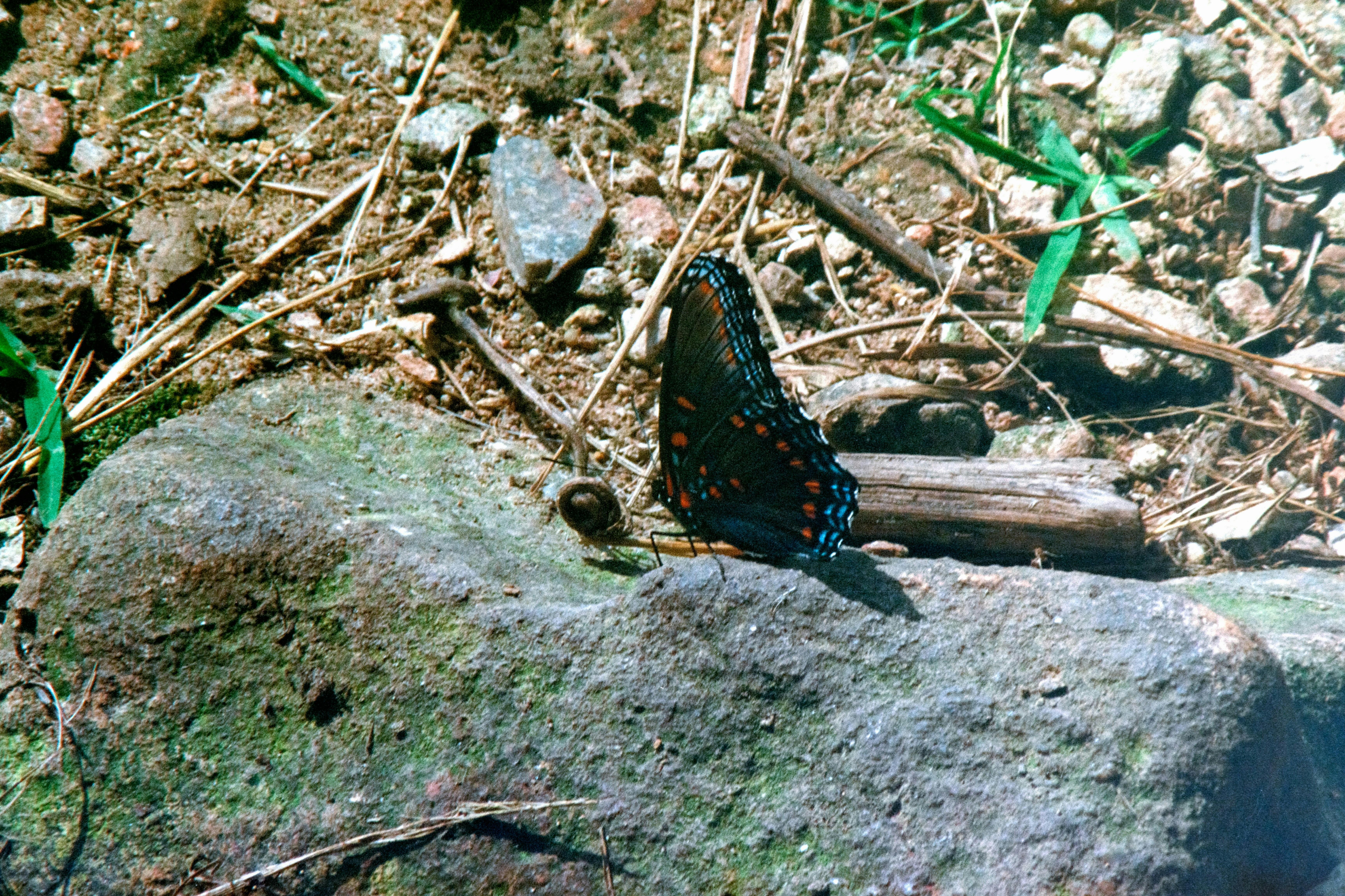 Blue-Black Butterfly Resting on Mossy Rock