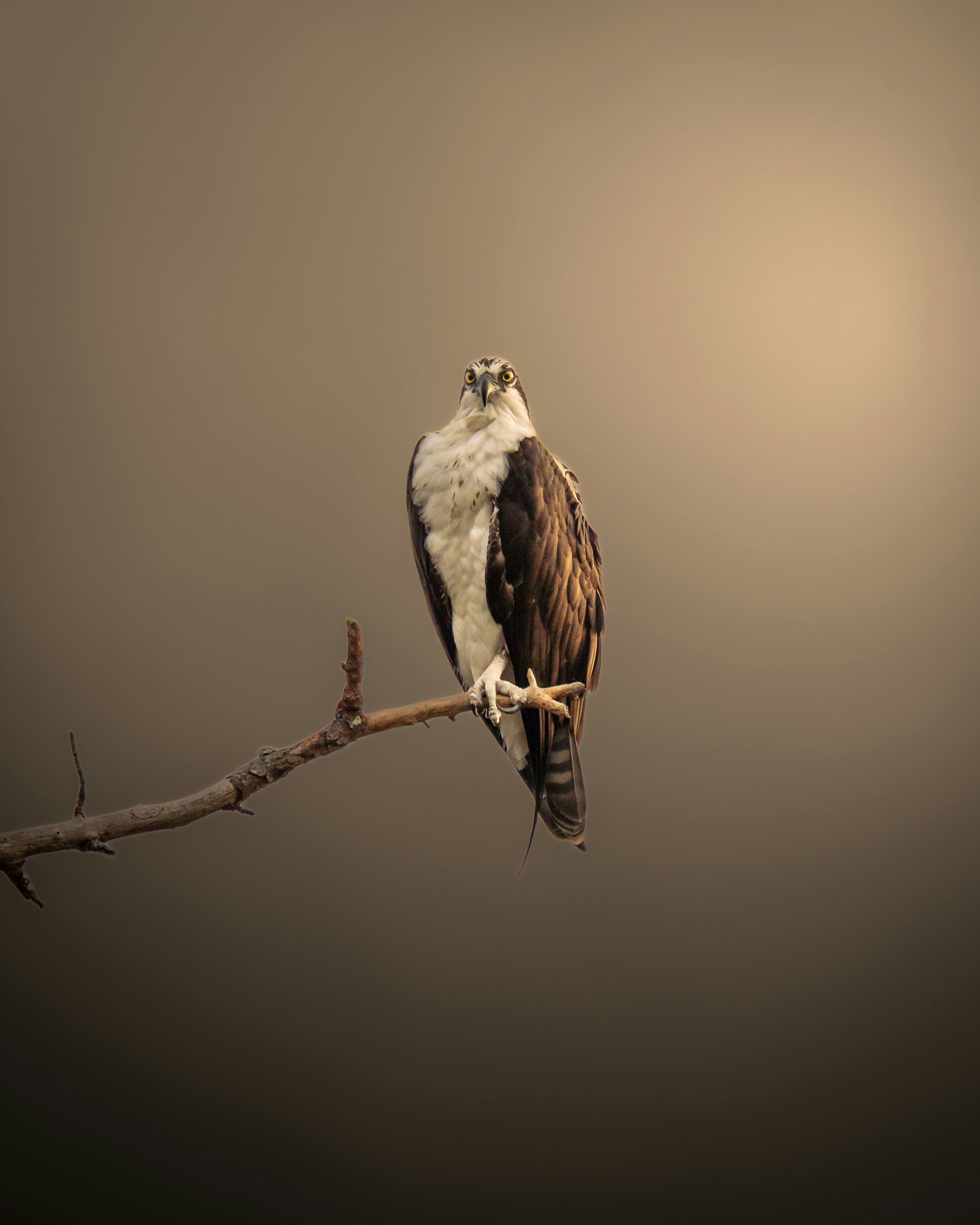 Focused Gaze: The Perch-Wing Hawk on a Thin Branch