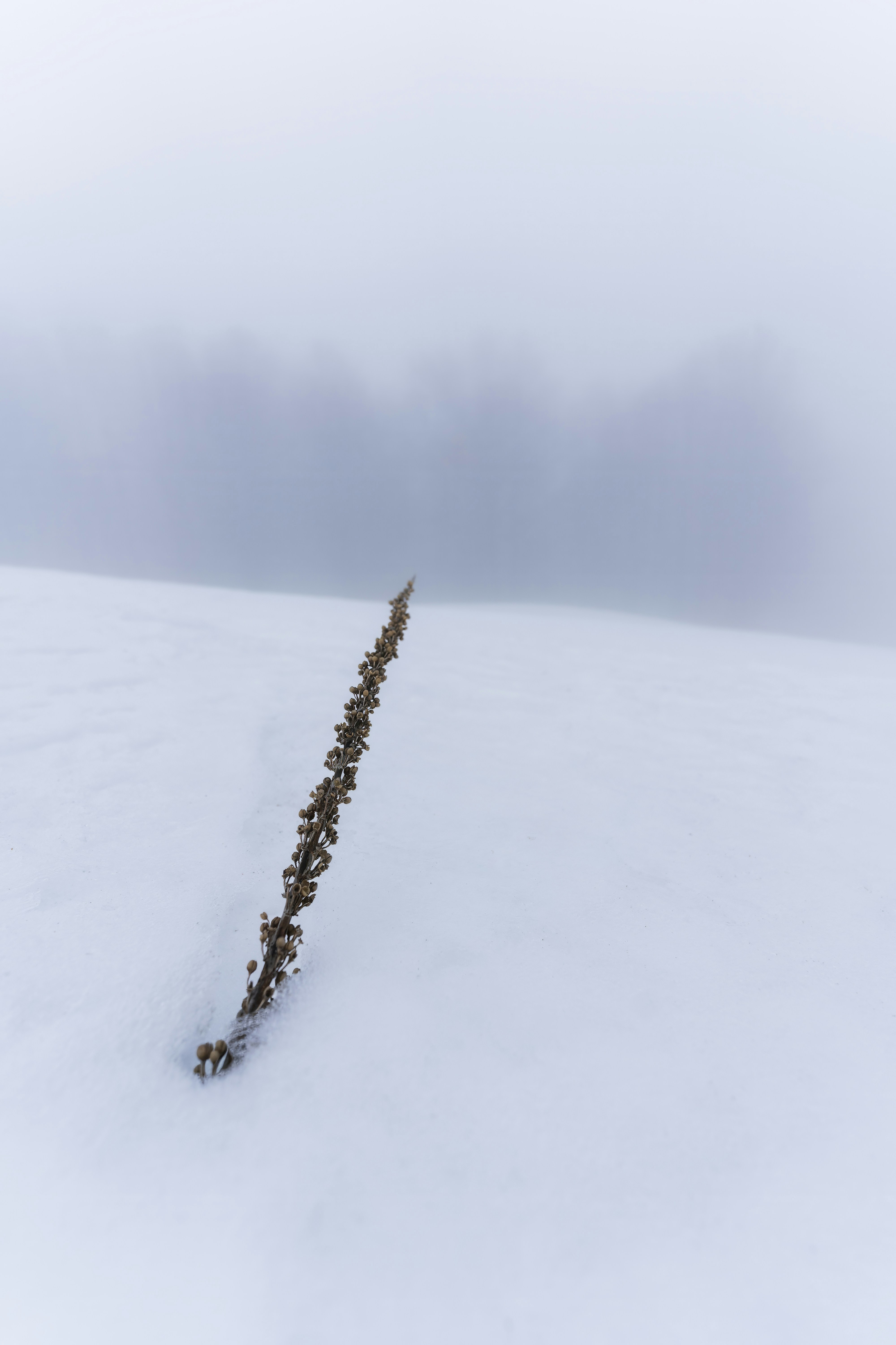 Snowbound Stem: A single dried stalk Pierces a Quiet White Expanse