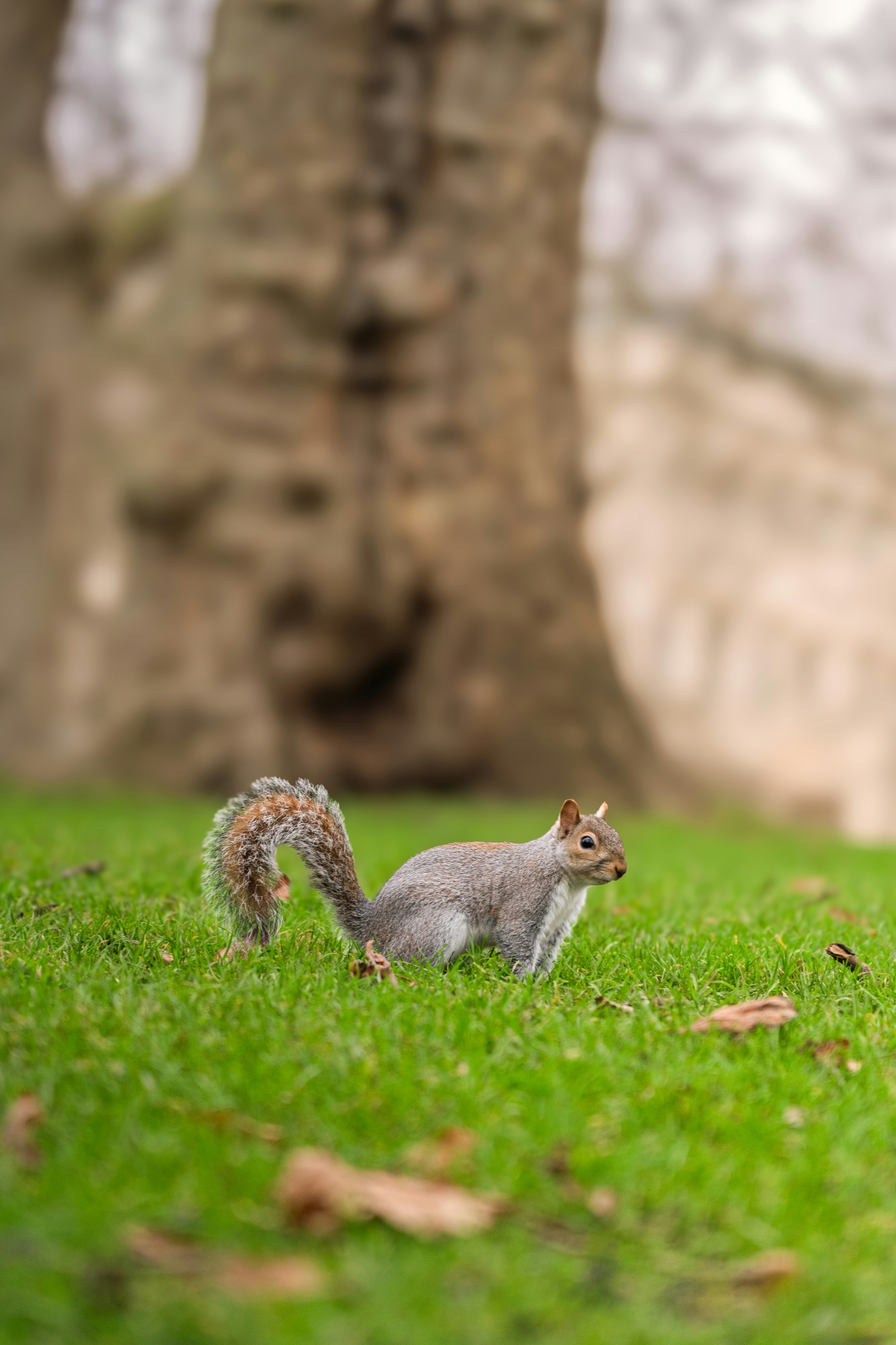 Squirrel Pause: Bright Grass and Cedar Trunk in a Park