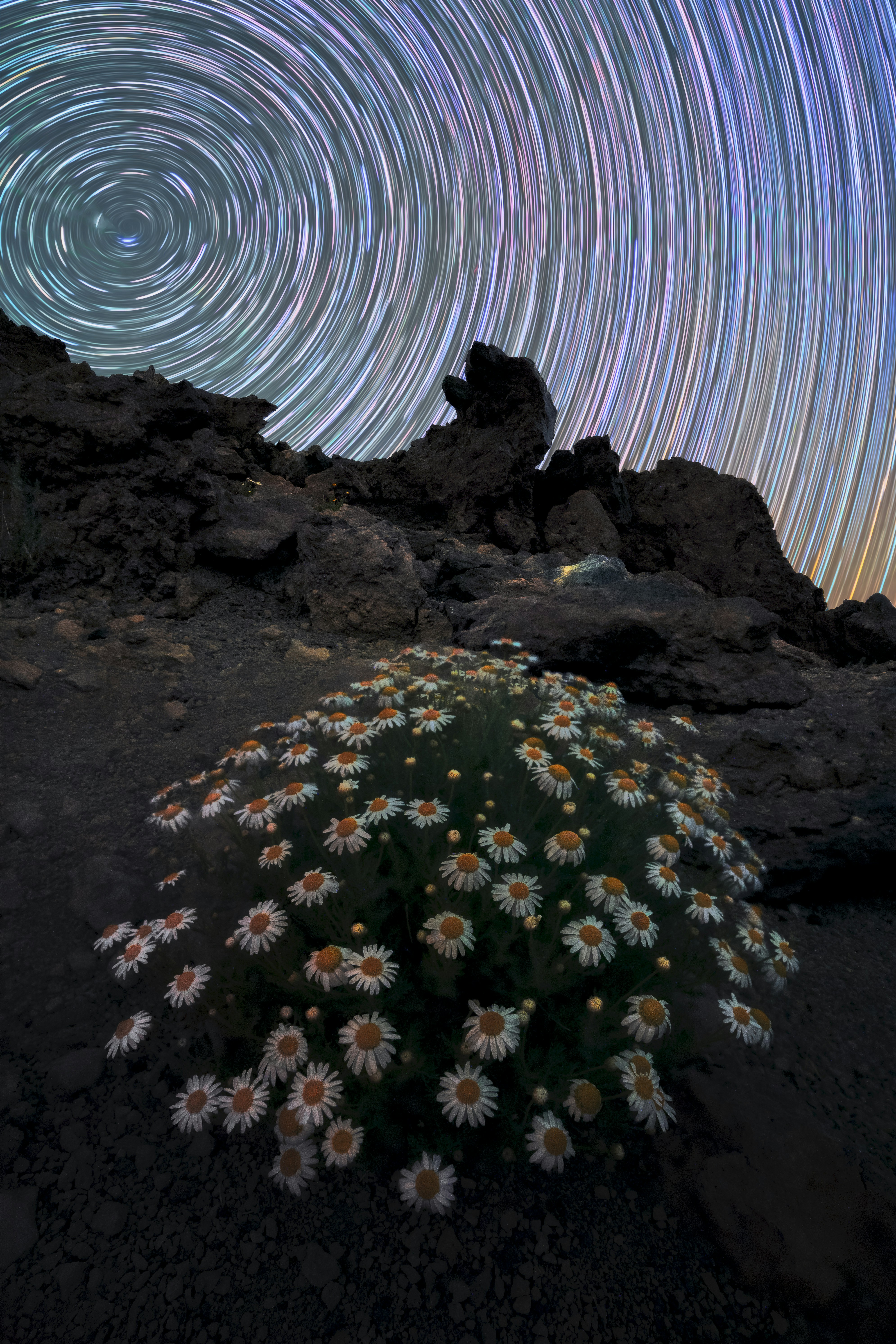 Stars Beneath the Daisy Crown: Night Sky over Volcanic Rocks