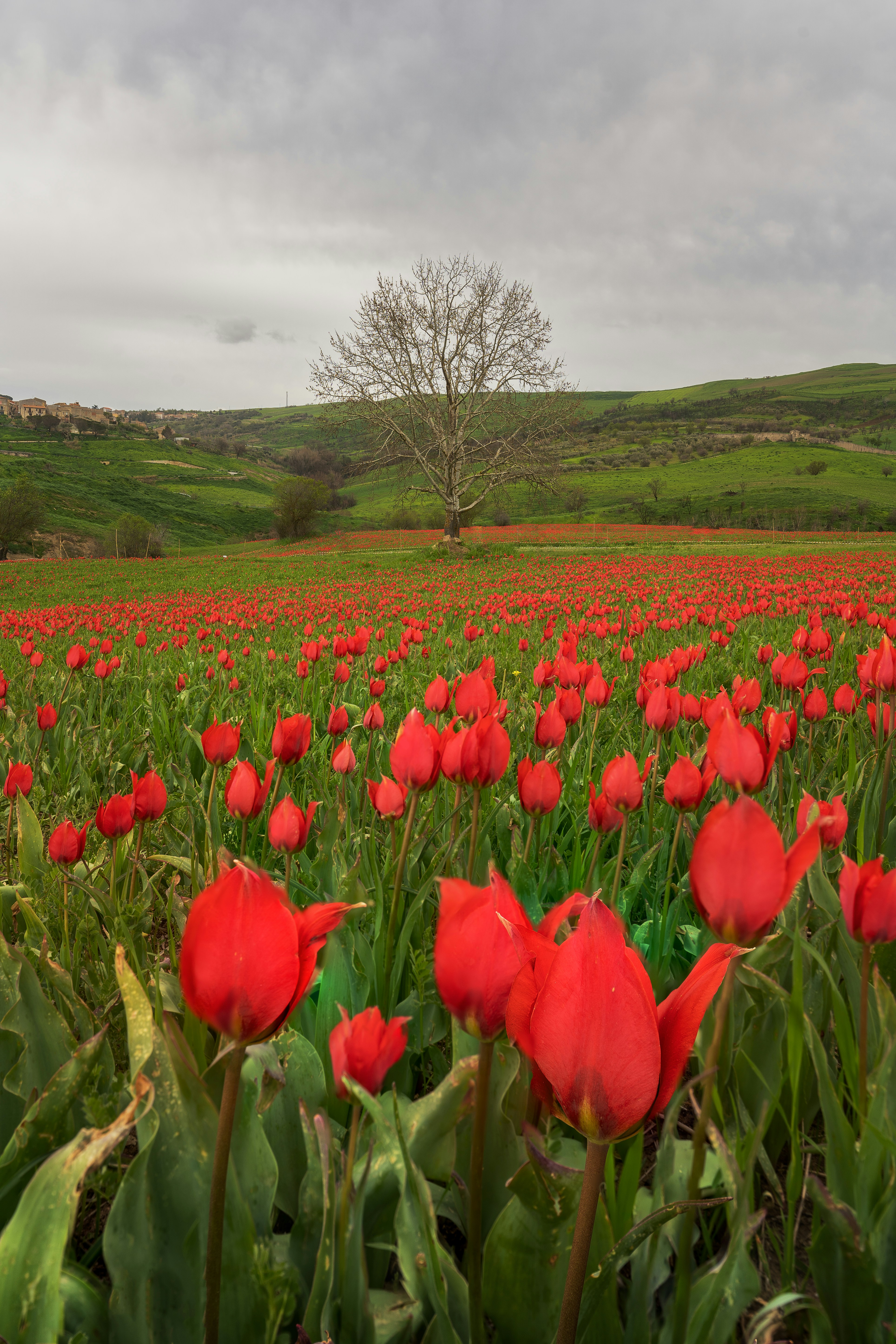  lone tree amid a red tulip sea under a cloudy sky
