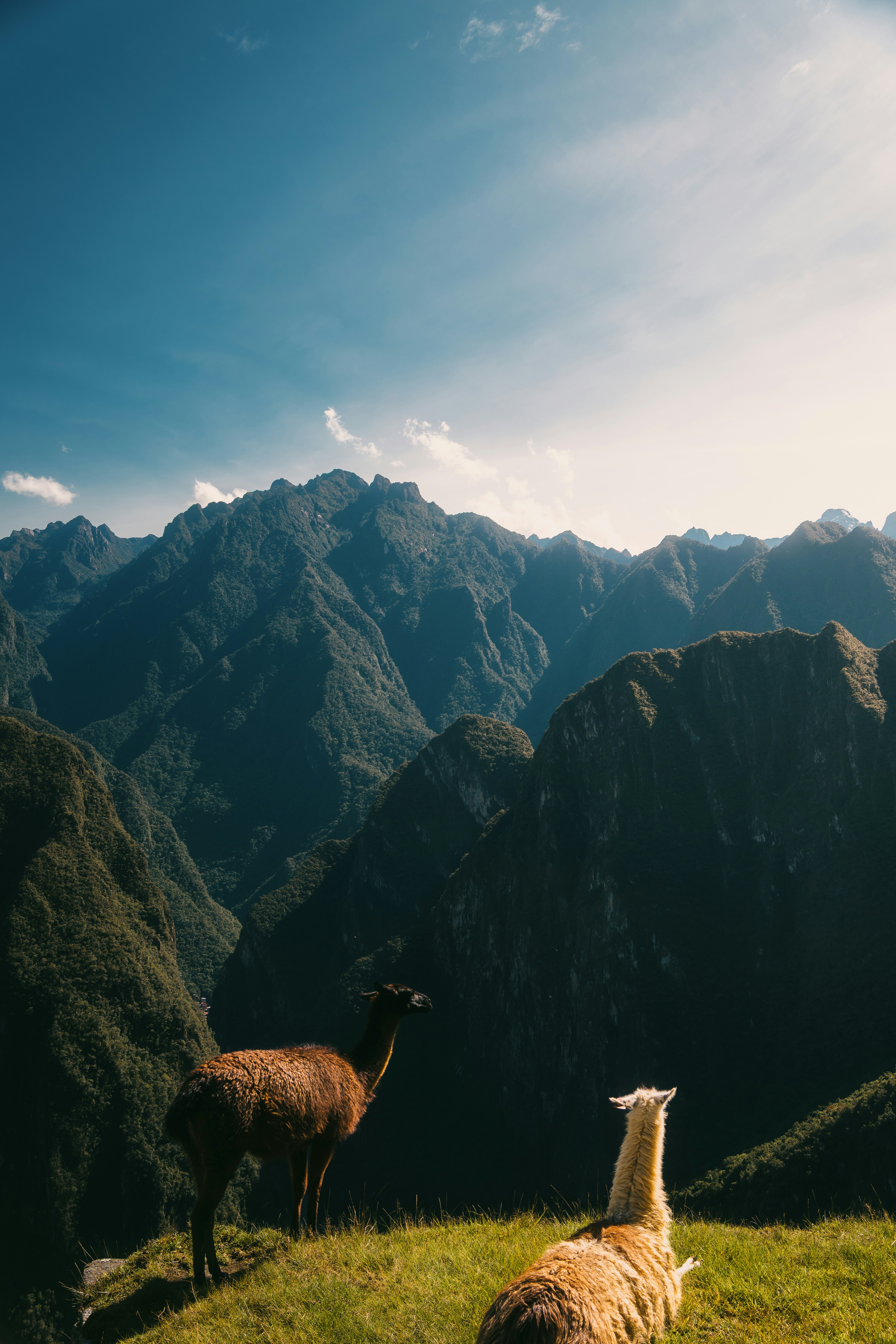Llamas at the Edge: Watchful Alpacas Against a Valley Panorama