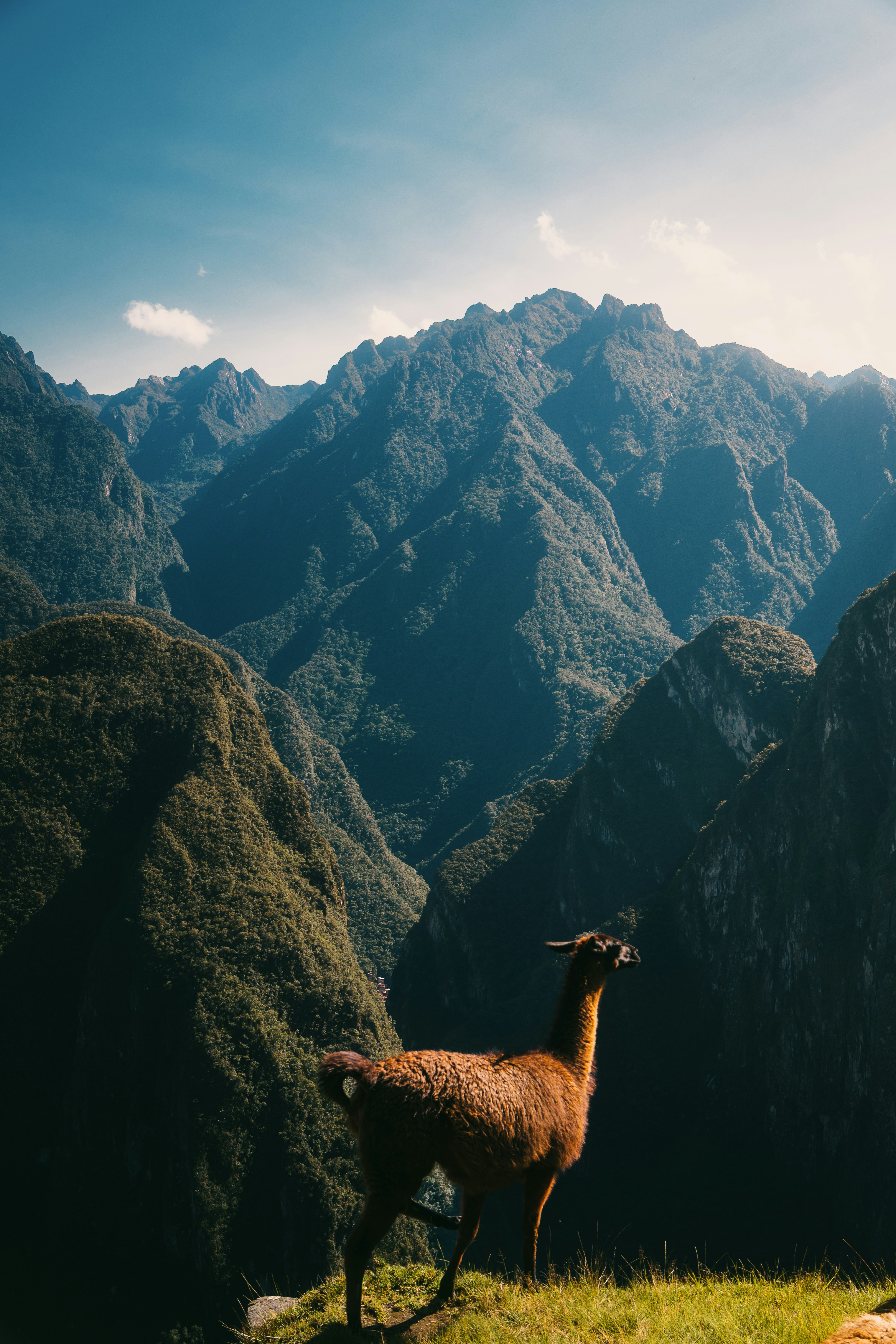 Alpine Llama on the Edge of a Sunlit Crevasse