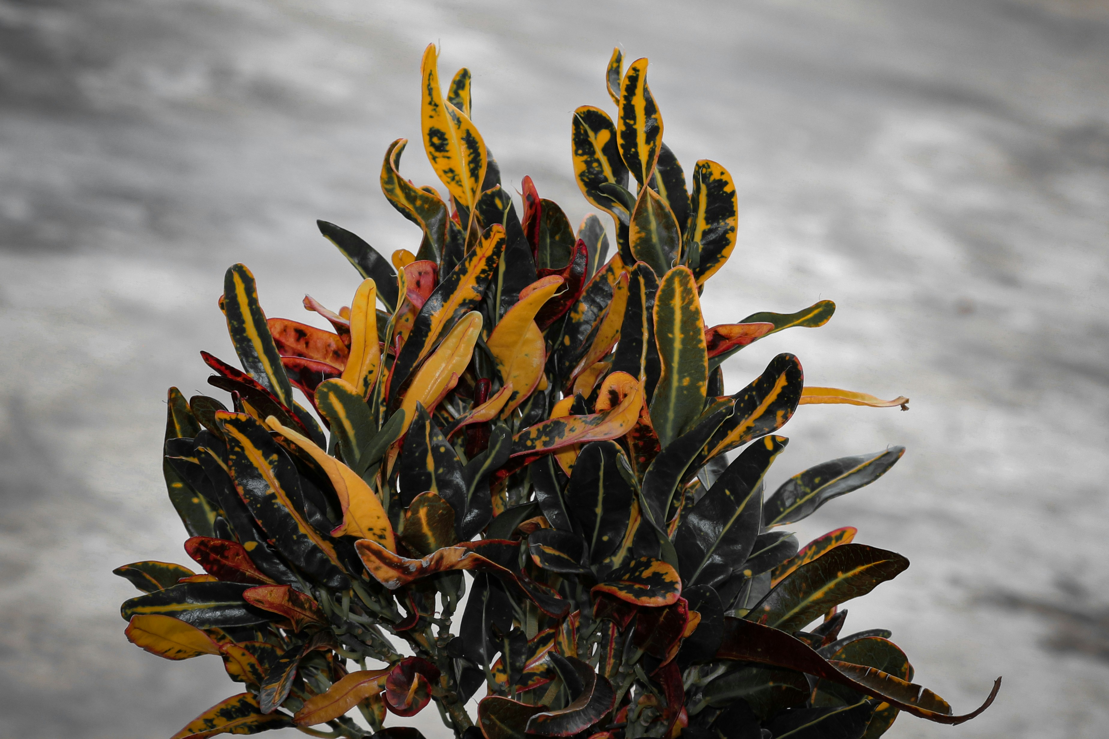 Autumnal shrub against a muted seascape