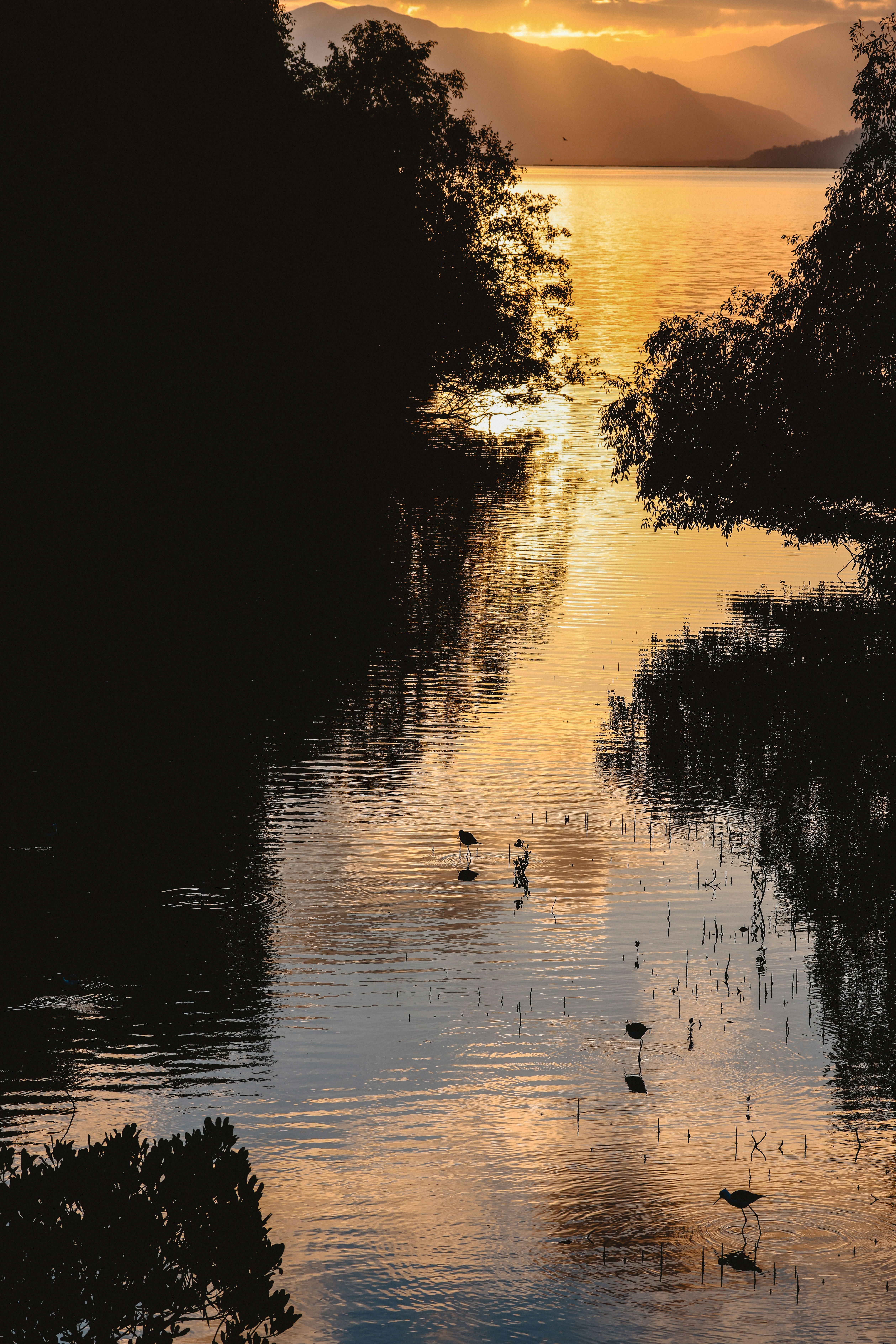 Silhouetted Trees Framing a Golden Evening Over Quiet Waters